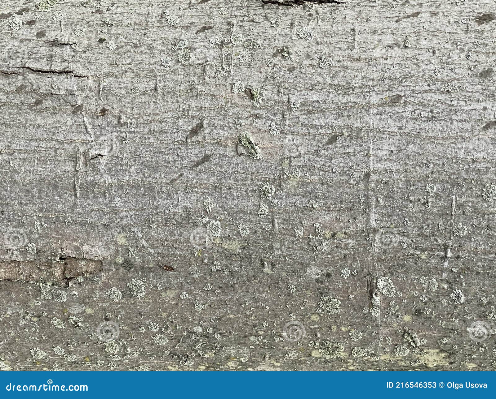 Tree Bark Light Texture Background. Light Wood Bark. Stock Image ...