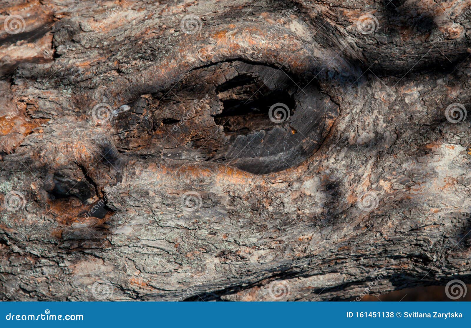 Tree Bark Like a Dinosaur Muzzle Stock Photo - Image of maple, macro ...
