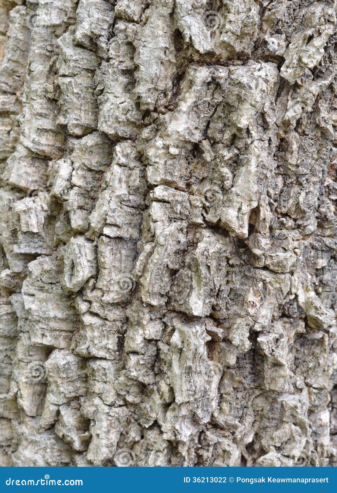 Tree bark stock photo. Image of redwood, protection, forest - 36213022