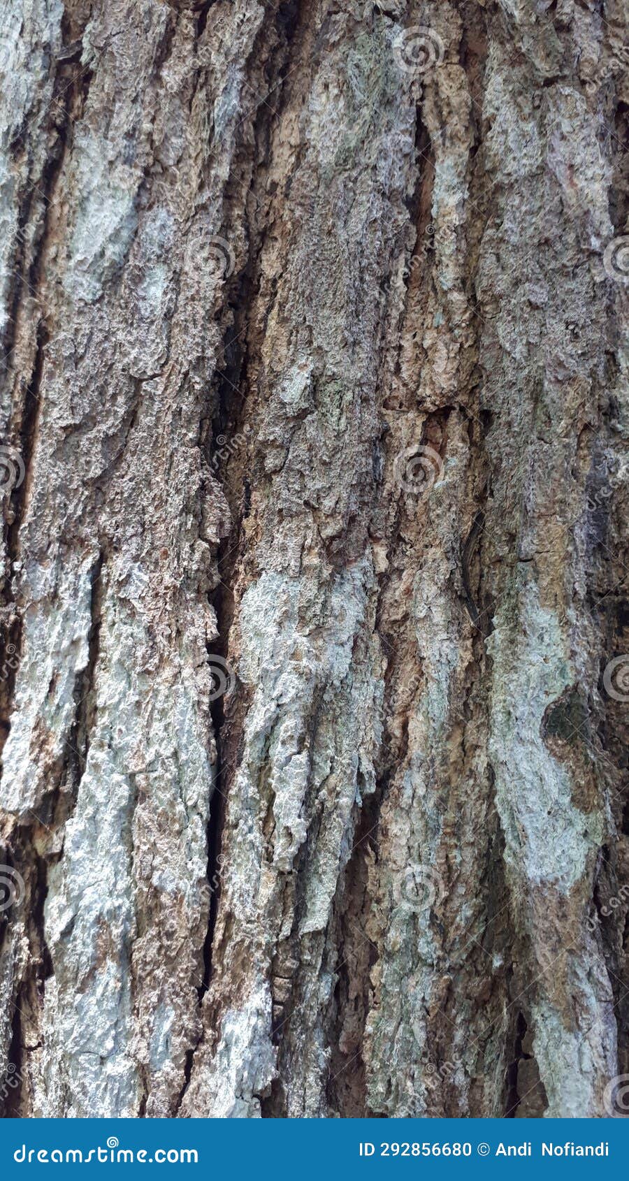 Tree Bark Looks Beautiful and Natural in the Forest Stock Photo - Image ...
