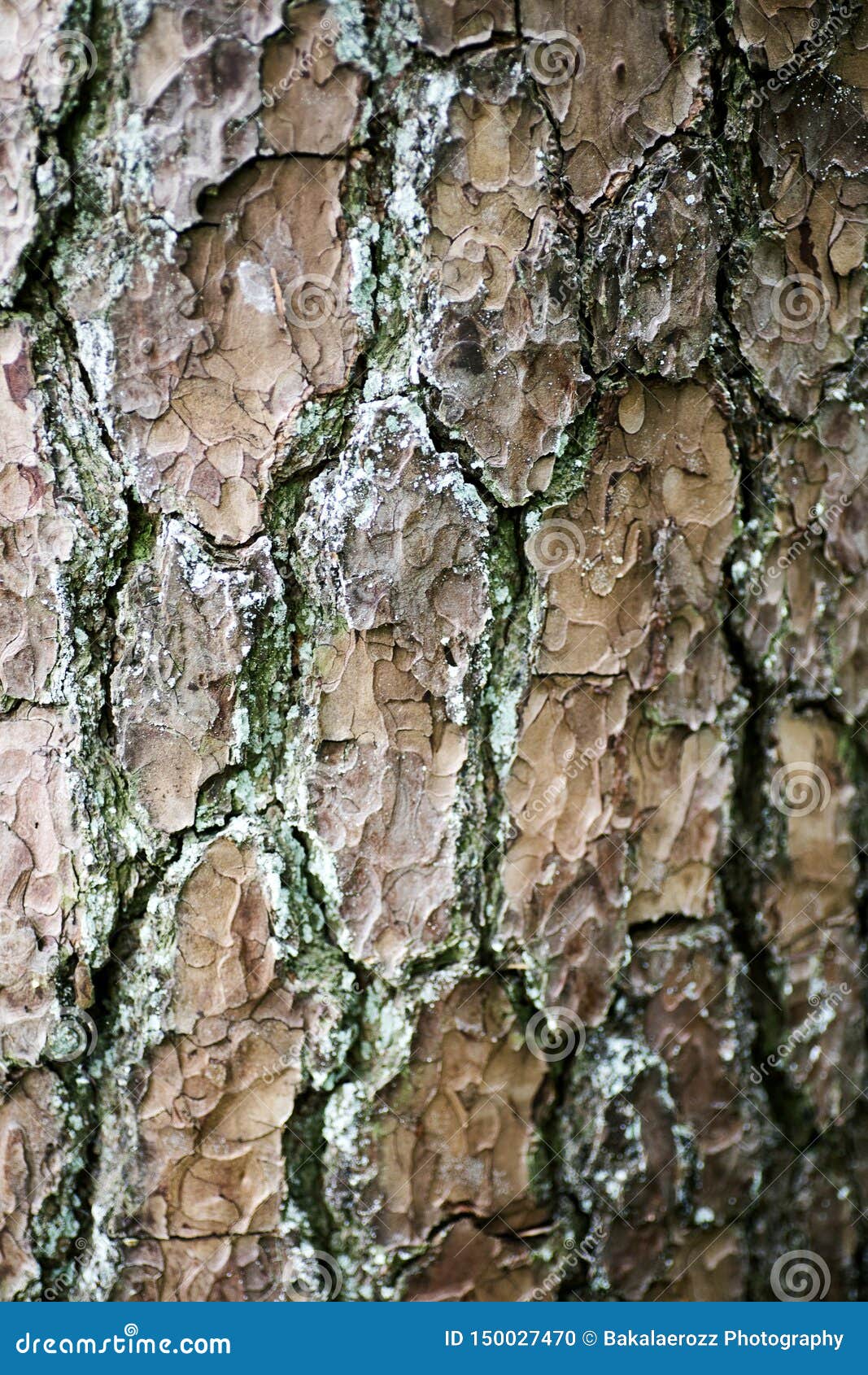 Tree Bark Macro Background High Quality Stock Photo - Image of lumber ...