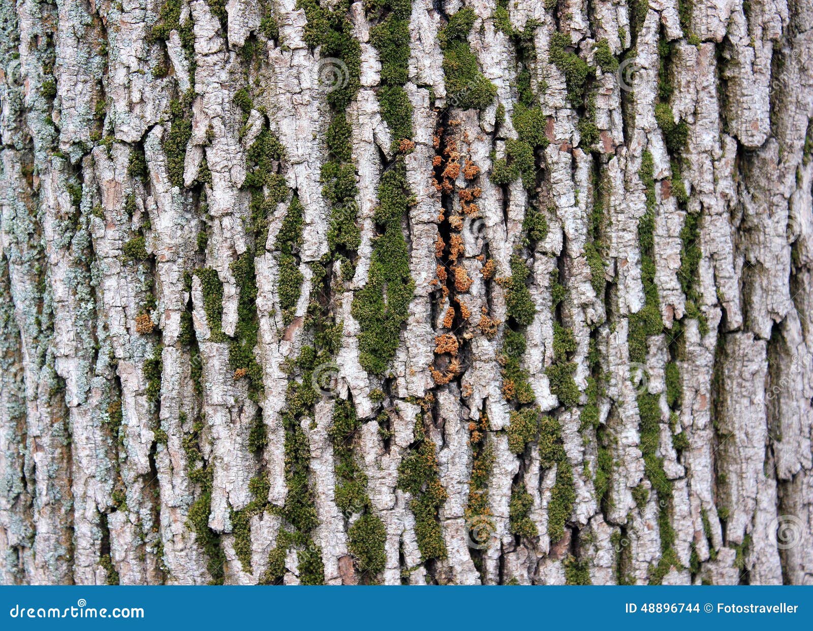 Tree bark stock photo. Image of lumber, pattern, board - 48896744