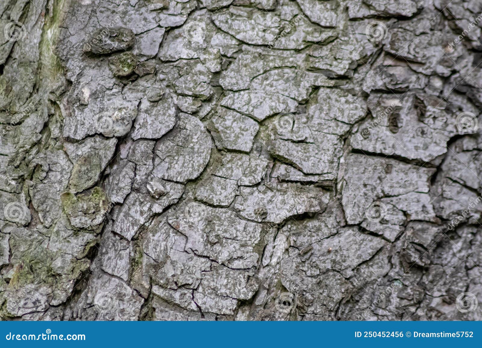 Tree Bark Macro with Fine Natural Structures and Rough Tree Bark As ...