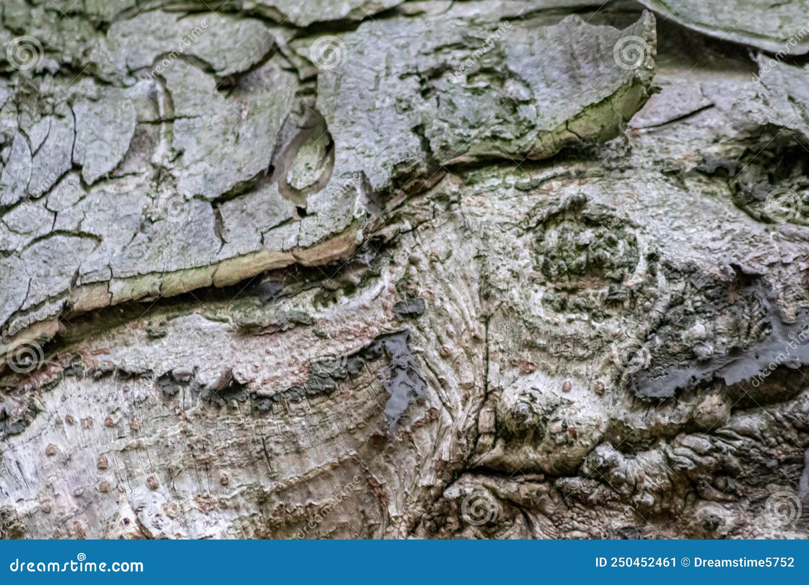 Tree Bark Macro with Fine Natural Structures and Rough Tree Bark As ...
