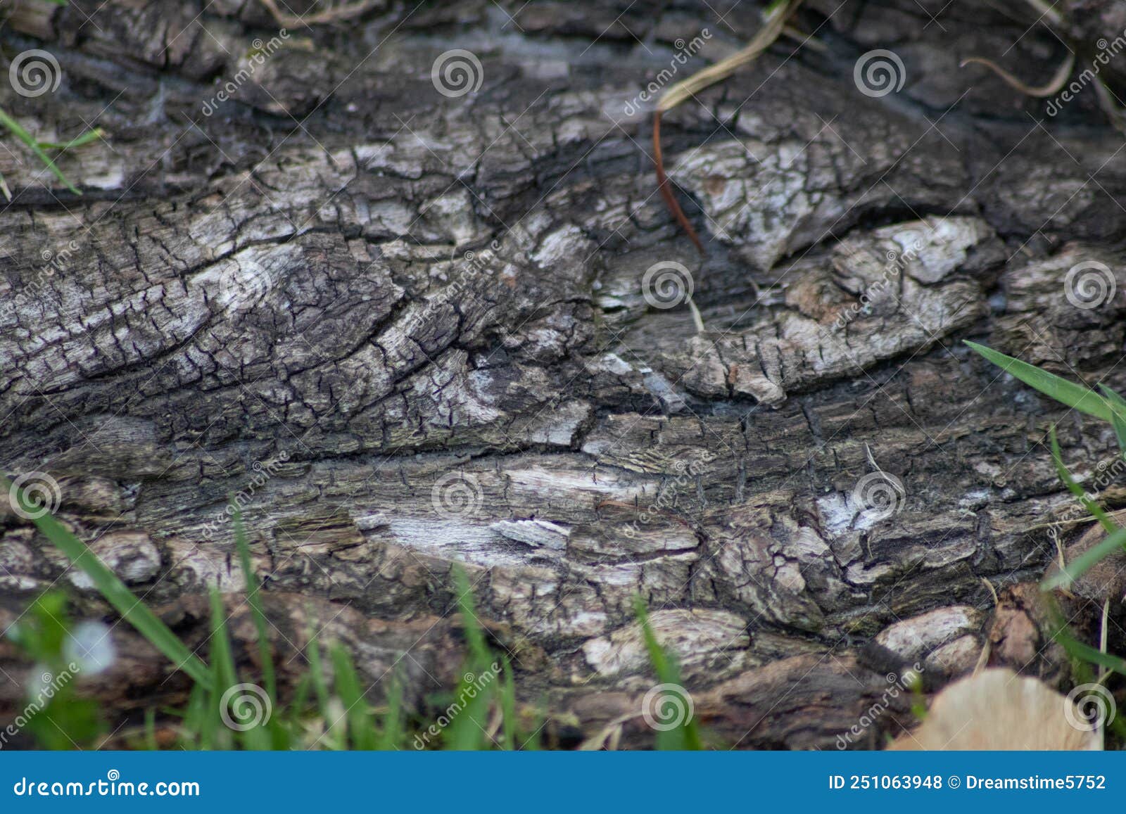 Tree Bark Macro with Fine Natural Structures and Rough Tree Bark As ...