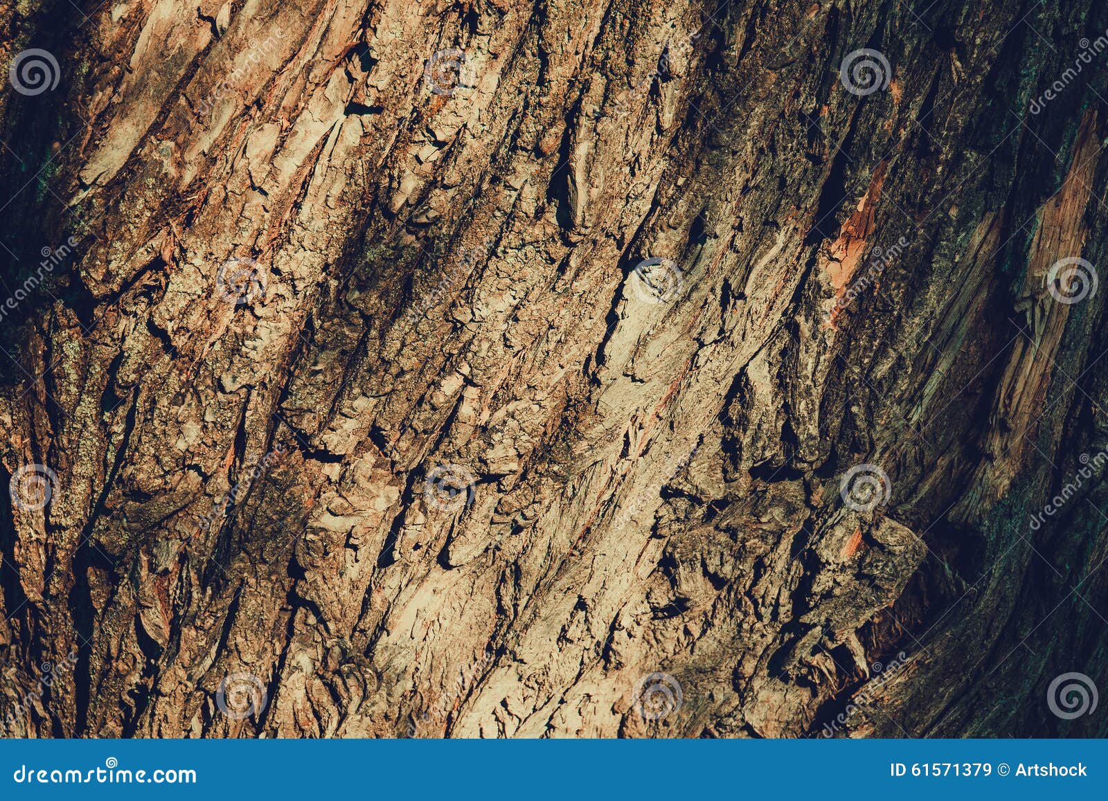 Tree Bark Macro stock image. Image of brown, macro, corrosion - 61571379