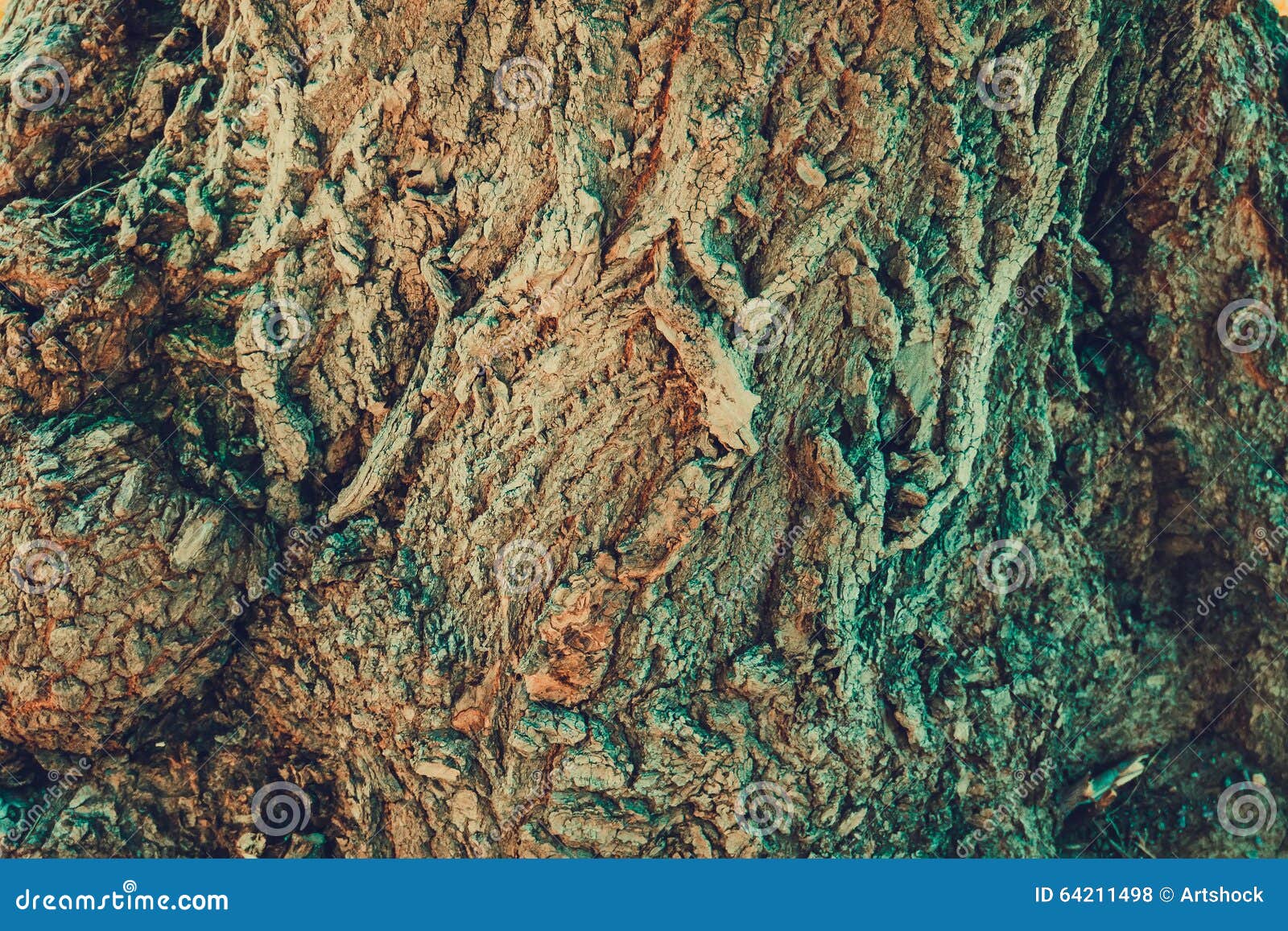 Tree Bark Macro stock photo. Image of forest, tree, rough - 64211498