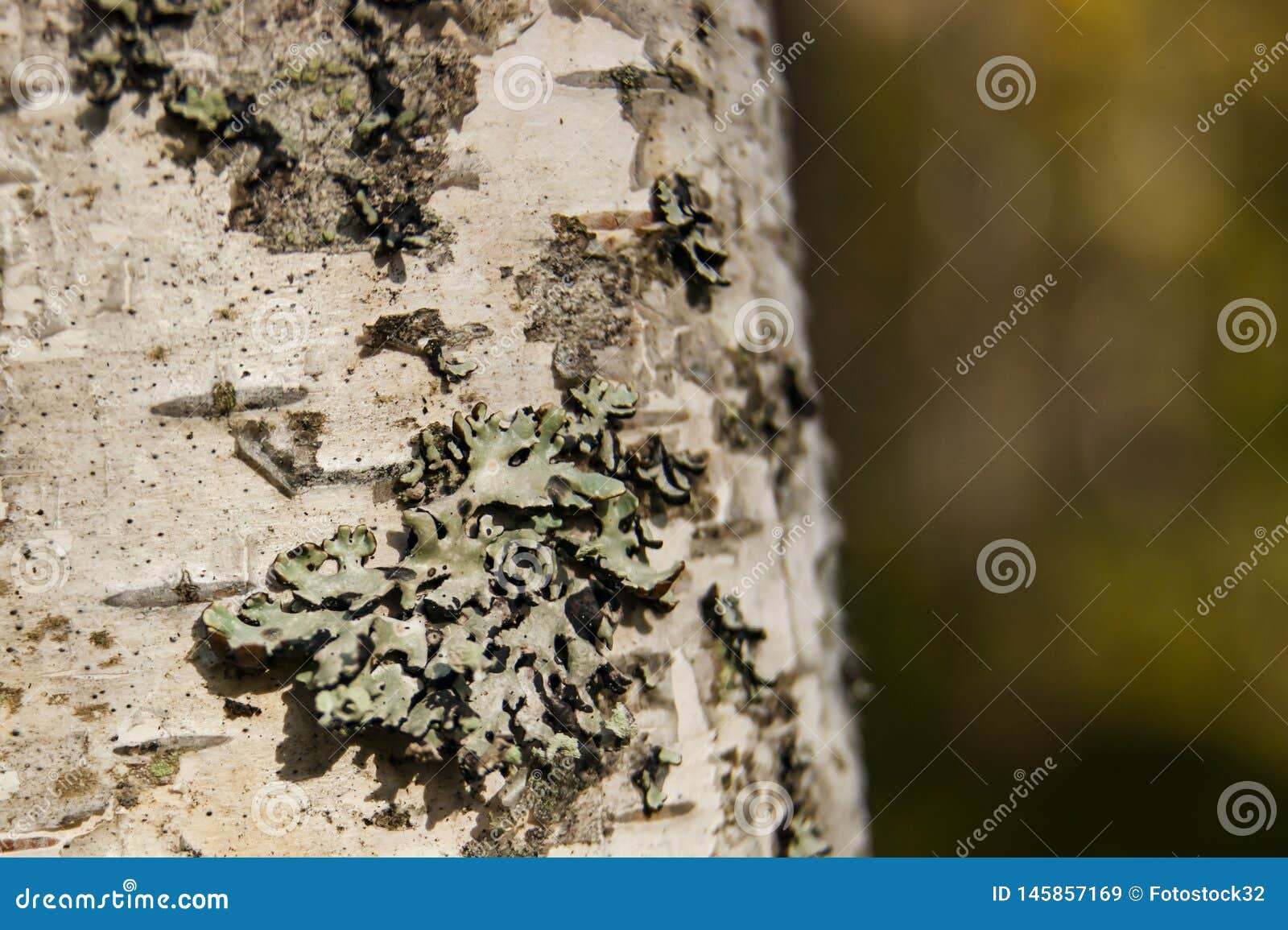 Tree bark. Macro shooting stock image. Image of bark - 145857169