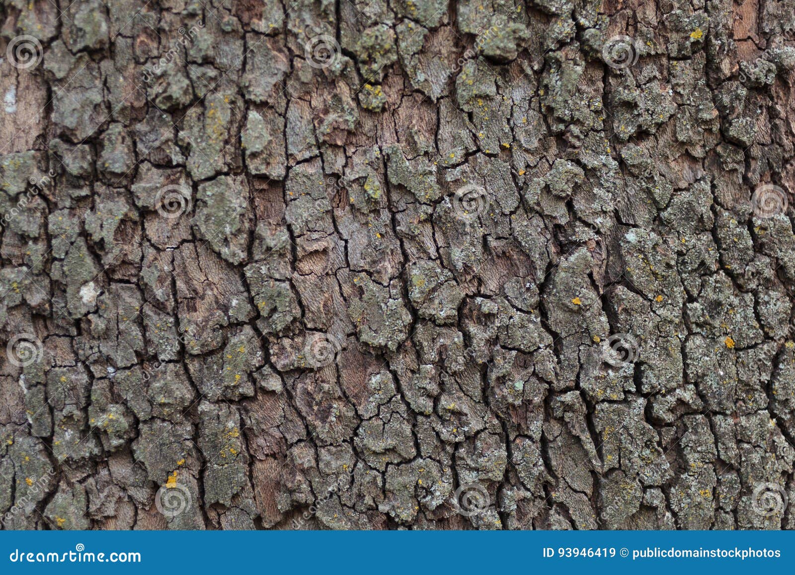 Tree Bark Macro Picture. Image: 93946419