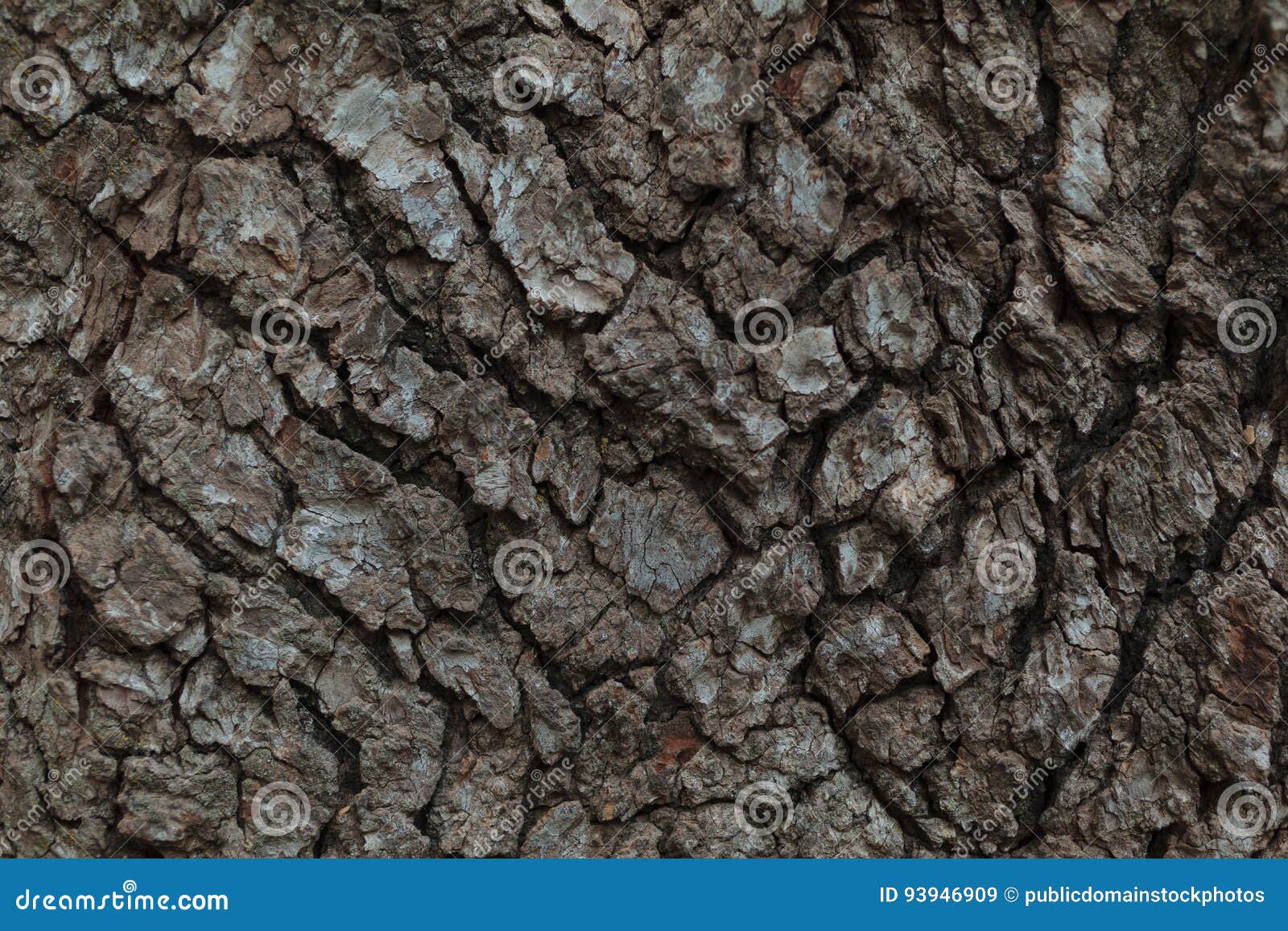 Tree Bark Macro Picture. Image: 93946909