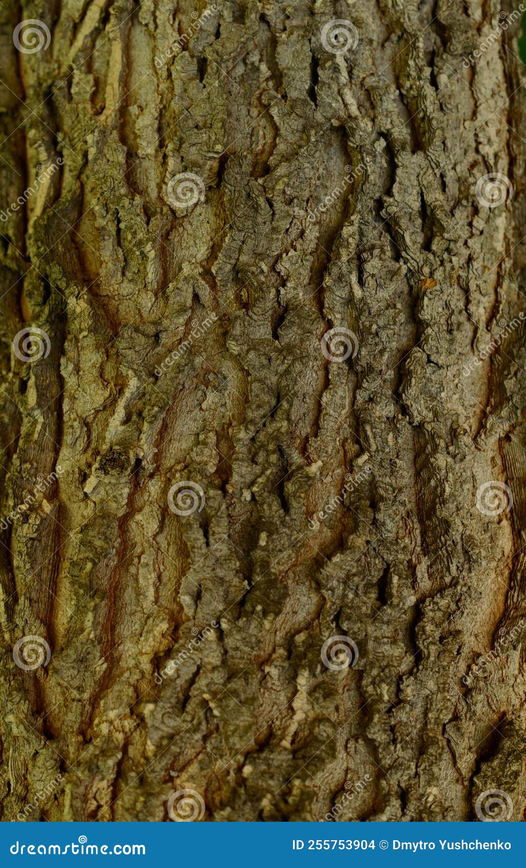 Tree Bark - Macro Texture. Background Picture Stock Photo - Image of lichen, bark: 255753904