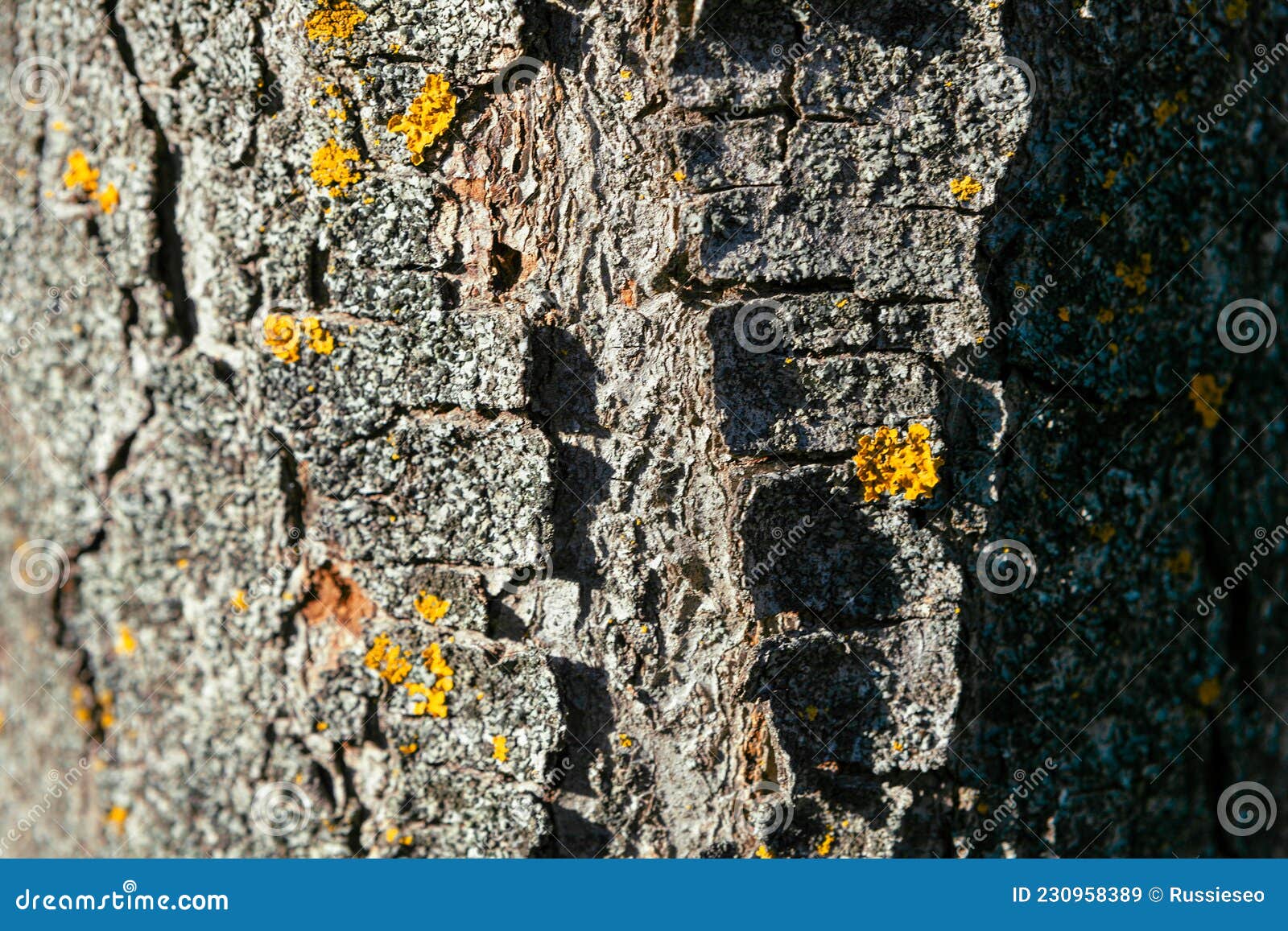 Tree bark macro stock image. Image of moss, skin, grunge - 230958389