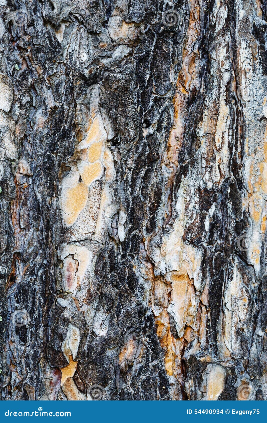 Tree bark macroshooting stock photo. Image of macro, lumber - 54490934
