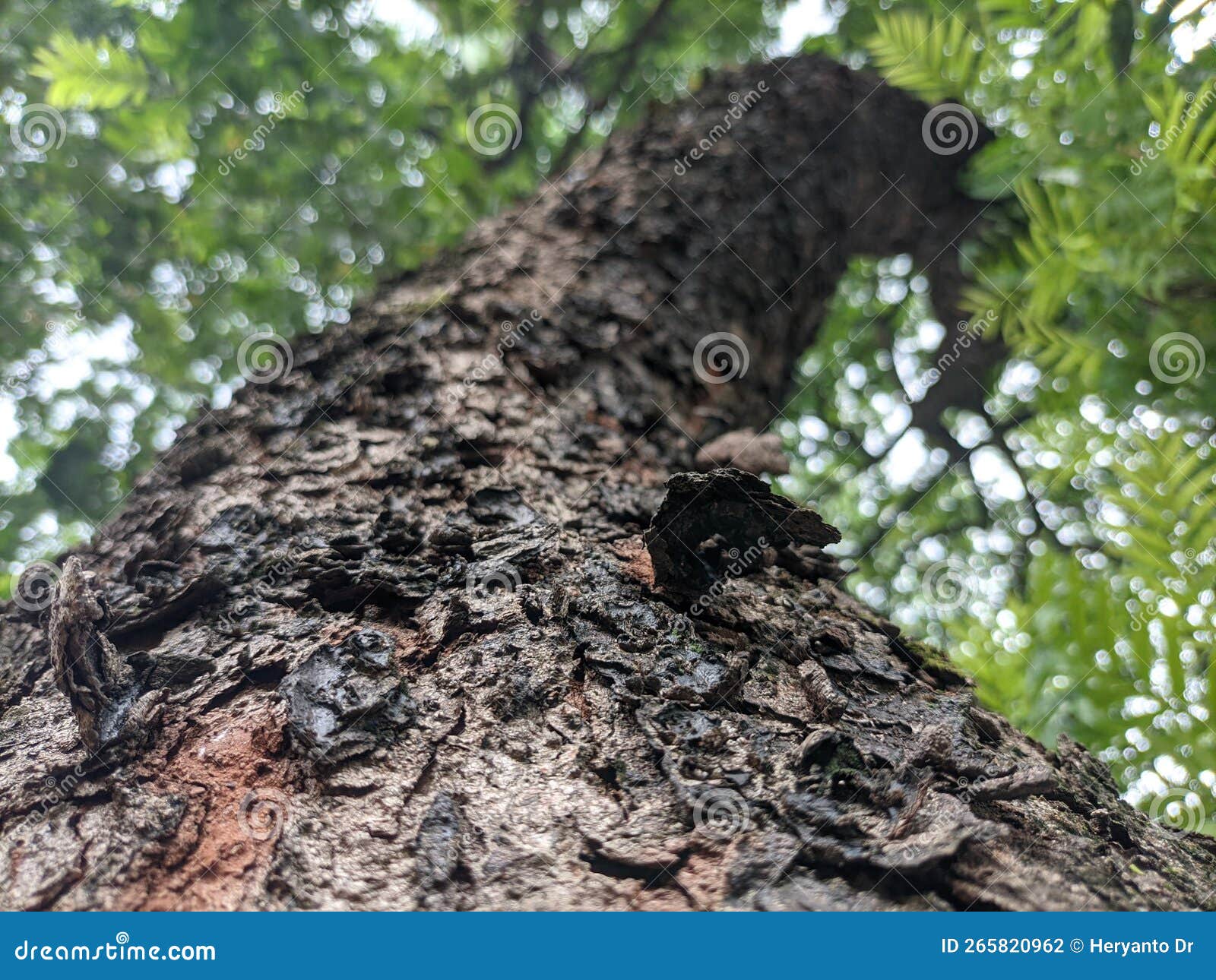Tree Bark in the Middle of the Forest Stock Photo - Image of green ...