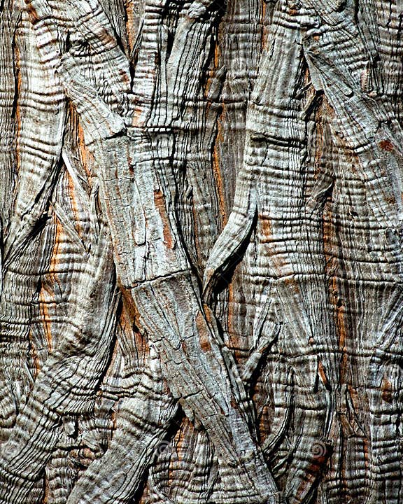 Tree Bark - Montezuma Cypress Stock Photo - Image of cypress, montezuma ...