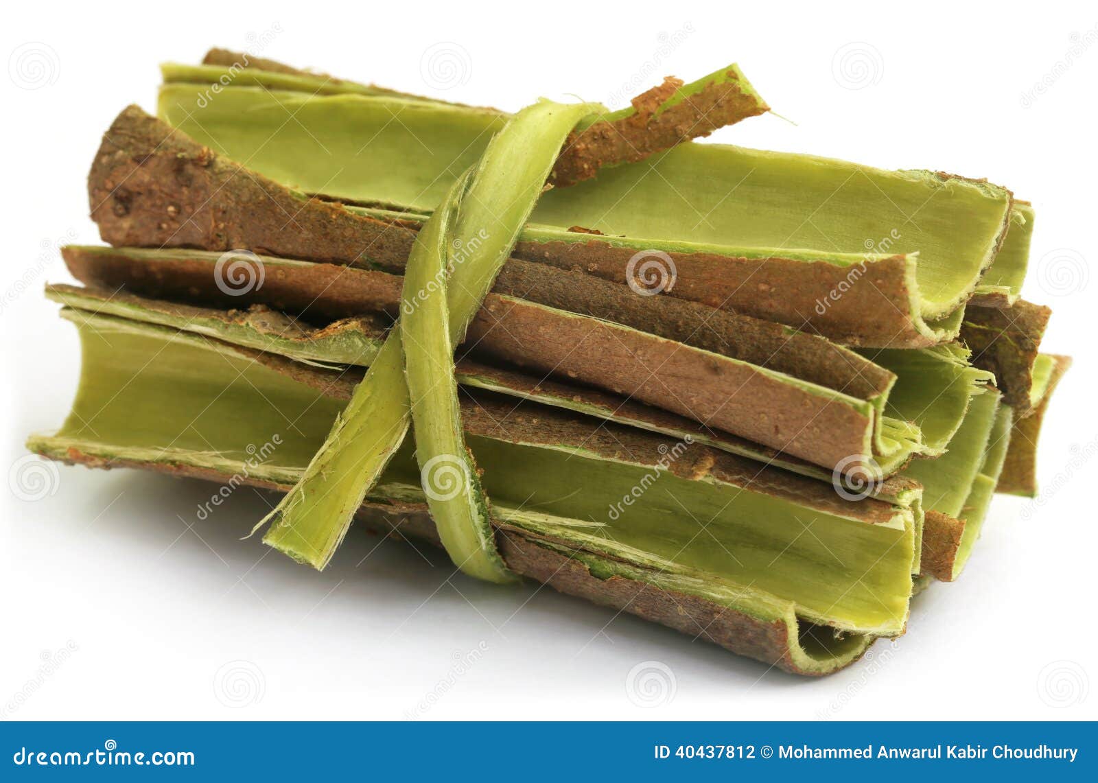 Moringa Oleifera. Stock Photography | CartoonDealer.com #231918536