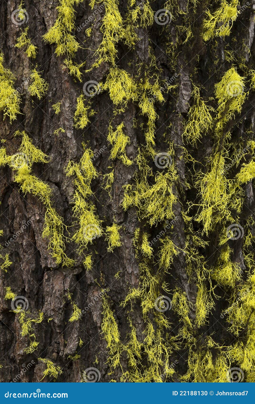 Tree Bark Moss stock photo. Image of forests, forest - 22188130