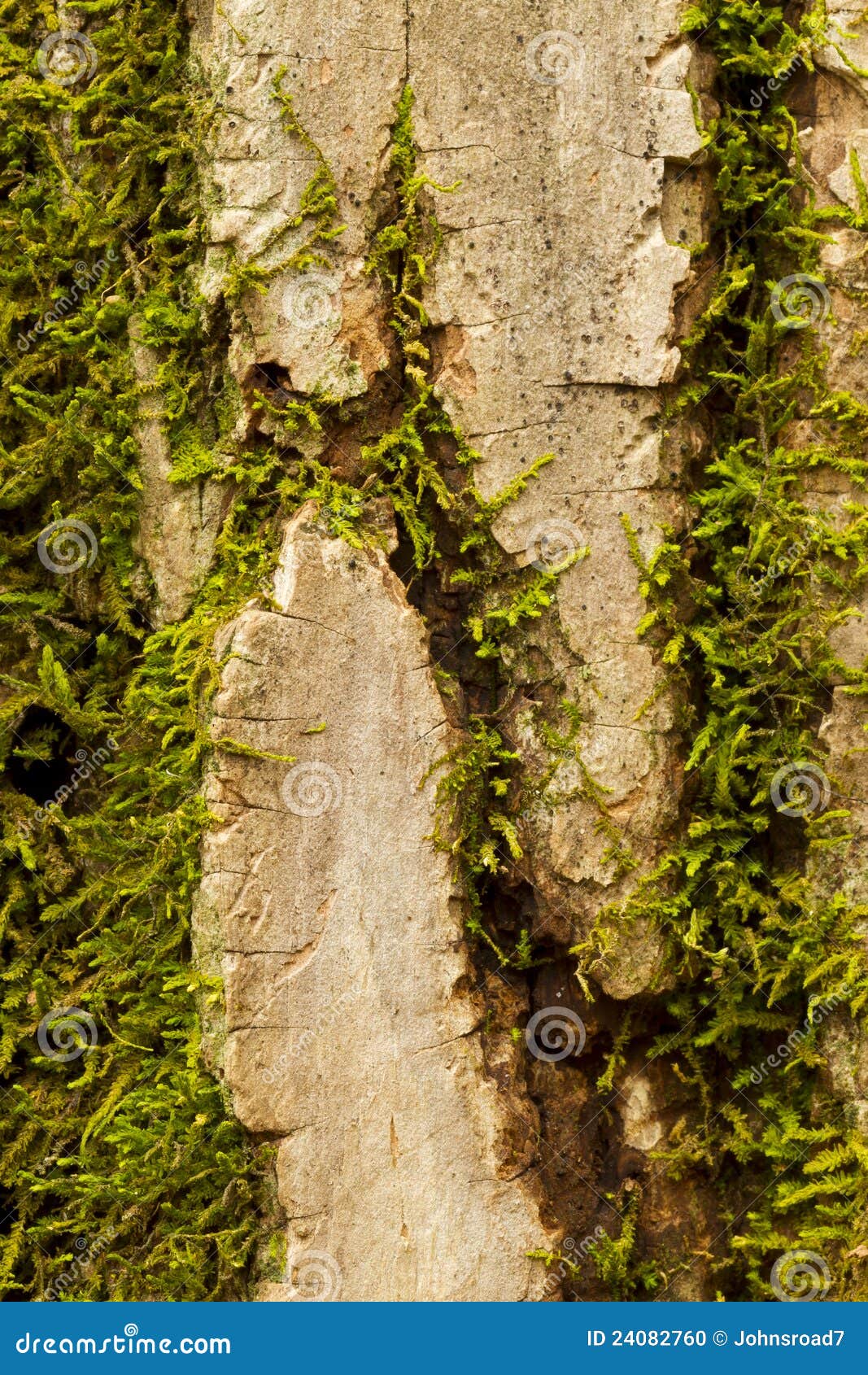 Tree Bark Moss stock photo. Image of surface, lichen - 24082760