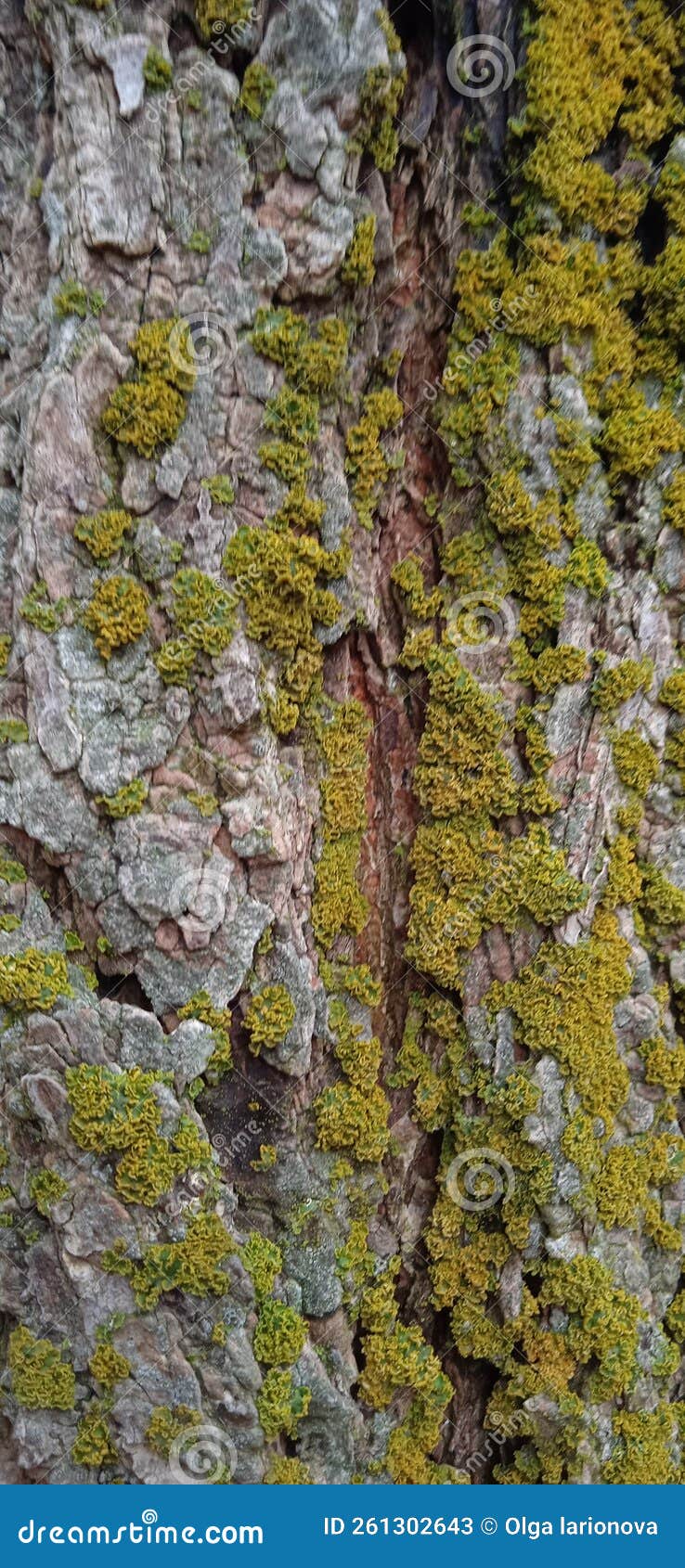 Tree Bark, Moss Close-up Natural Texture. Nature Stock Image - Image of ...