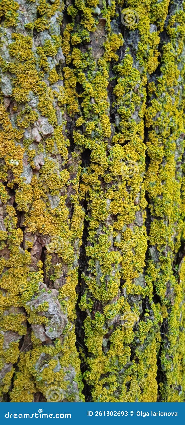 Tree Bark, Moss Close-up Natural Texture. Nature Stock Image - Image of ...