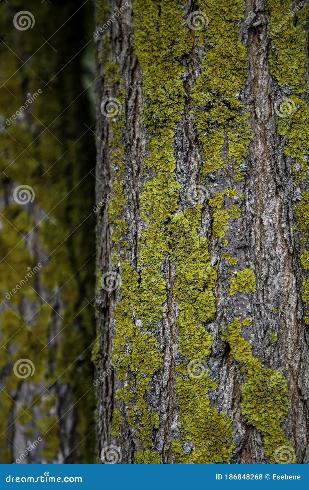 Tree bark with moss stock photo. Image of spring, moss - 186848268