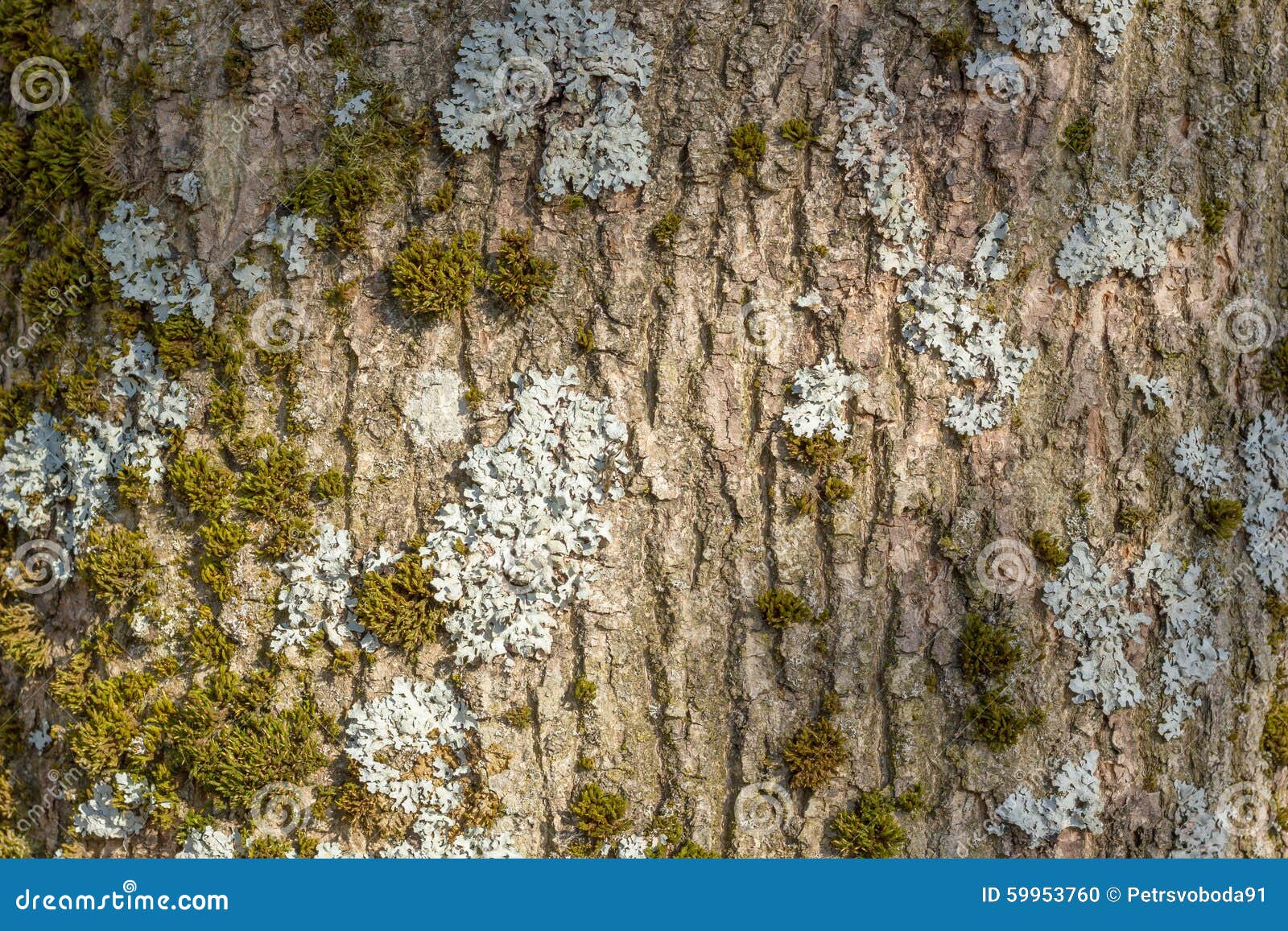 Lichen Texture Stock Image | CartoonDealer.com #22142179