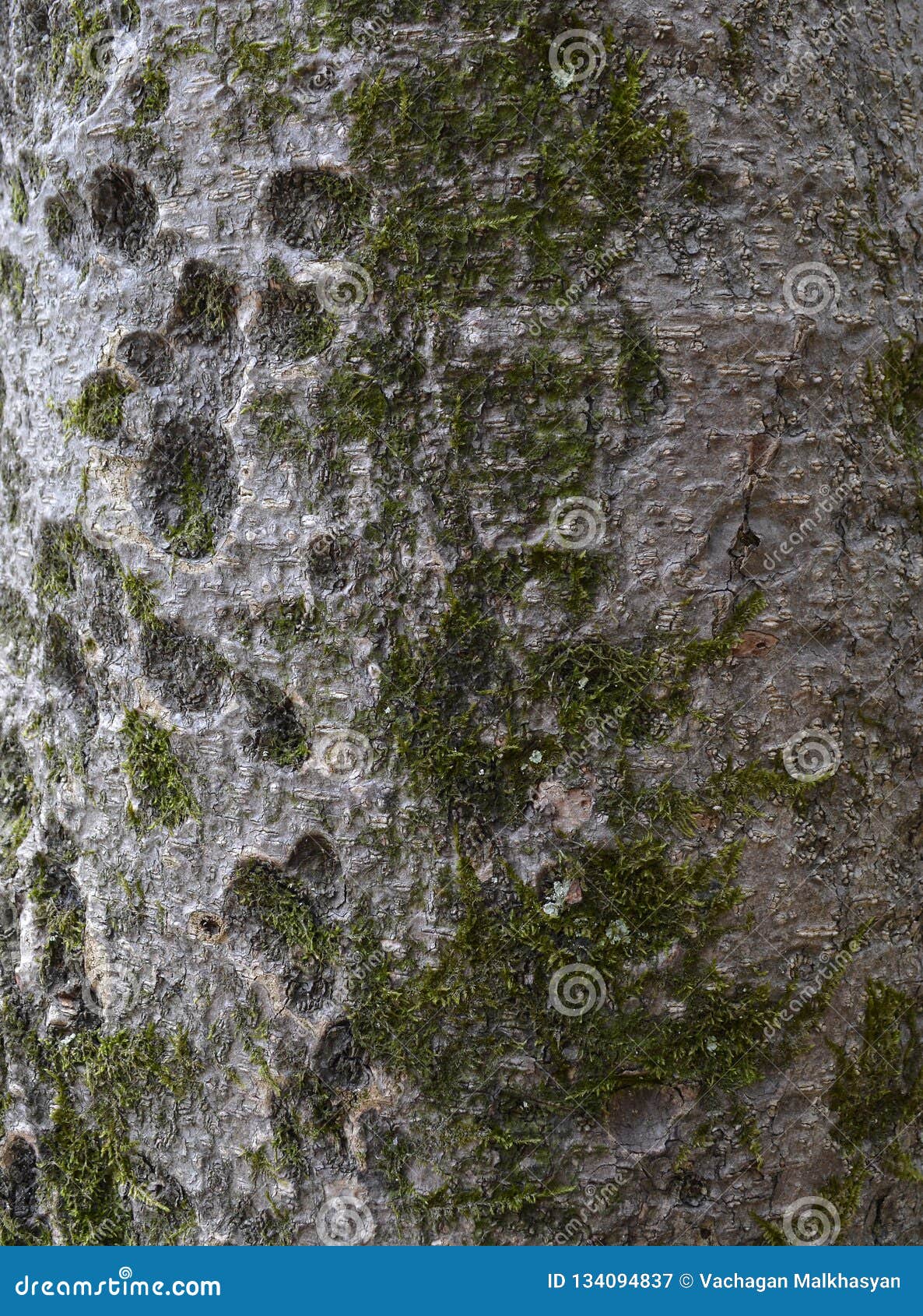 Tree bark moss mold stock image. Image of pine, moss - 134094837