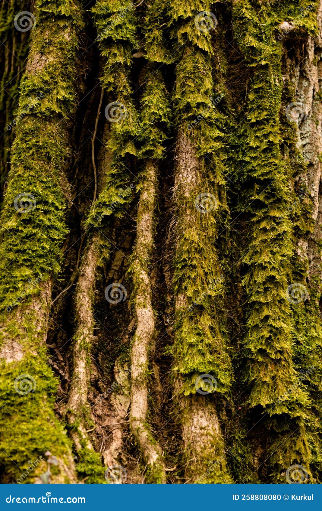 Tree bark with moss stock photo. Image of forest, conservation - 258808080