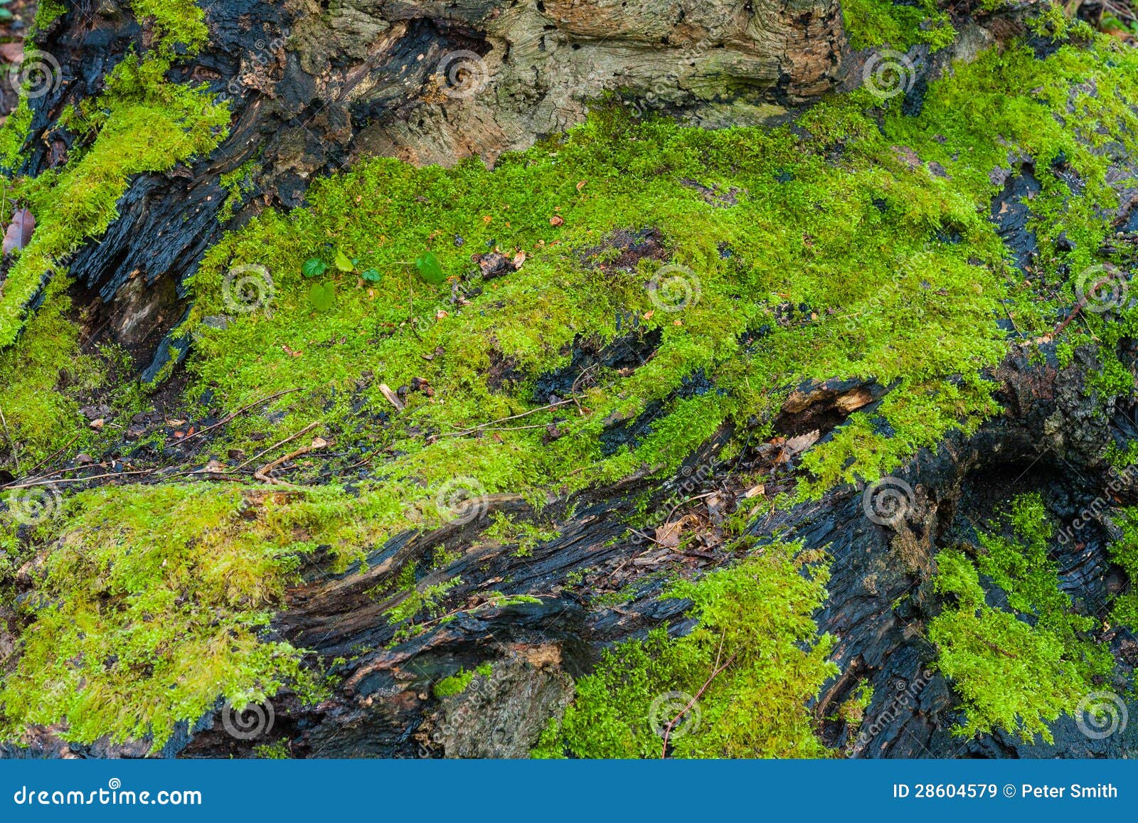 Tree bark moss spores stock image. Image of color, blurred - 28604579