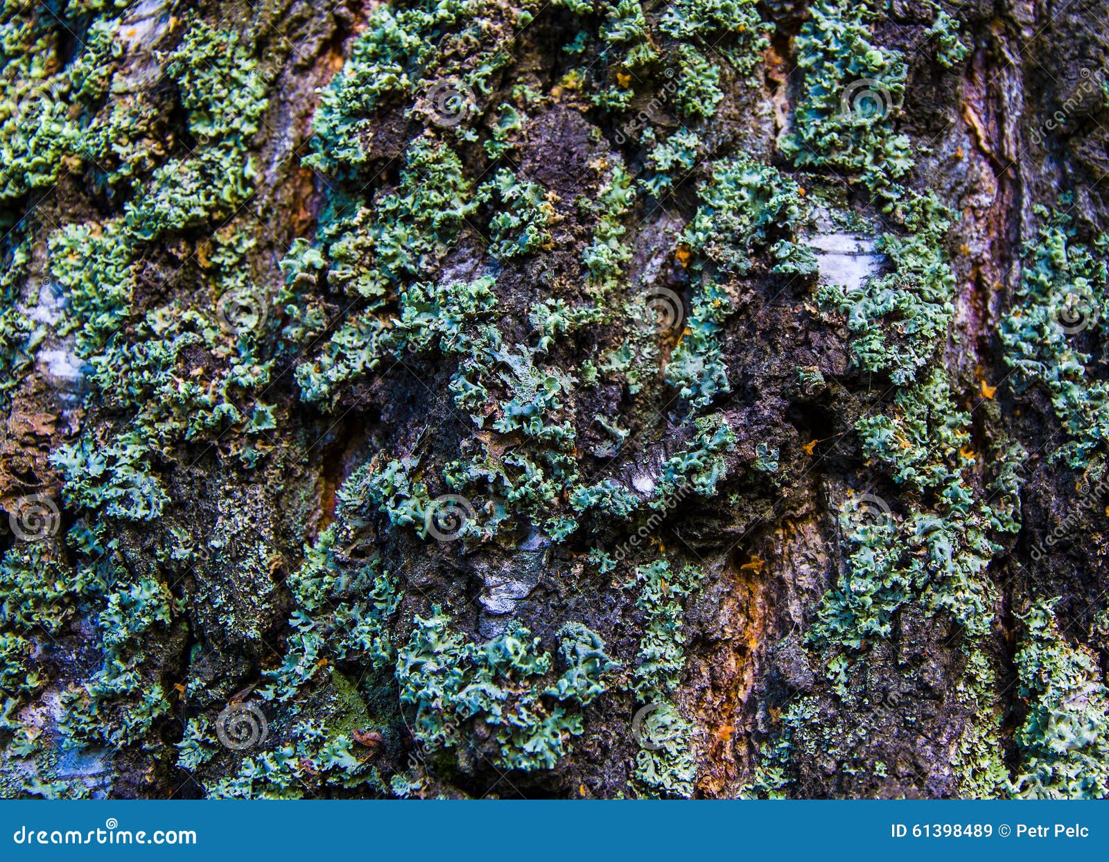 Tree bark with moss stock image. Image of moss, abstract - 61398489