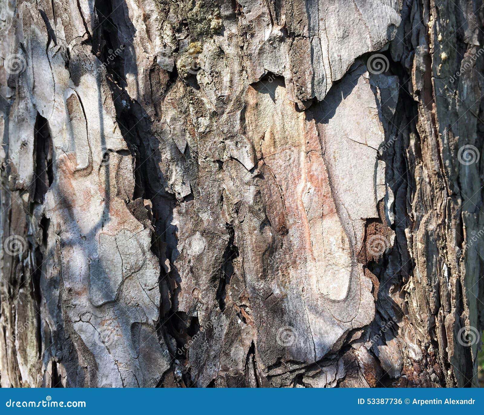 Tree bark stock photo. Image of woods, color, bark, multi - 53387736