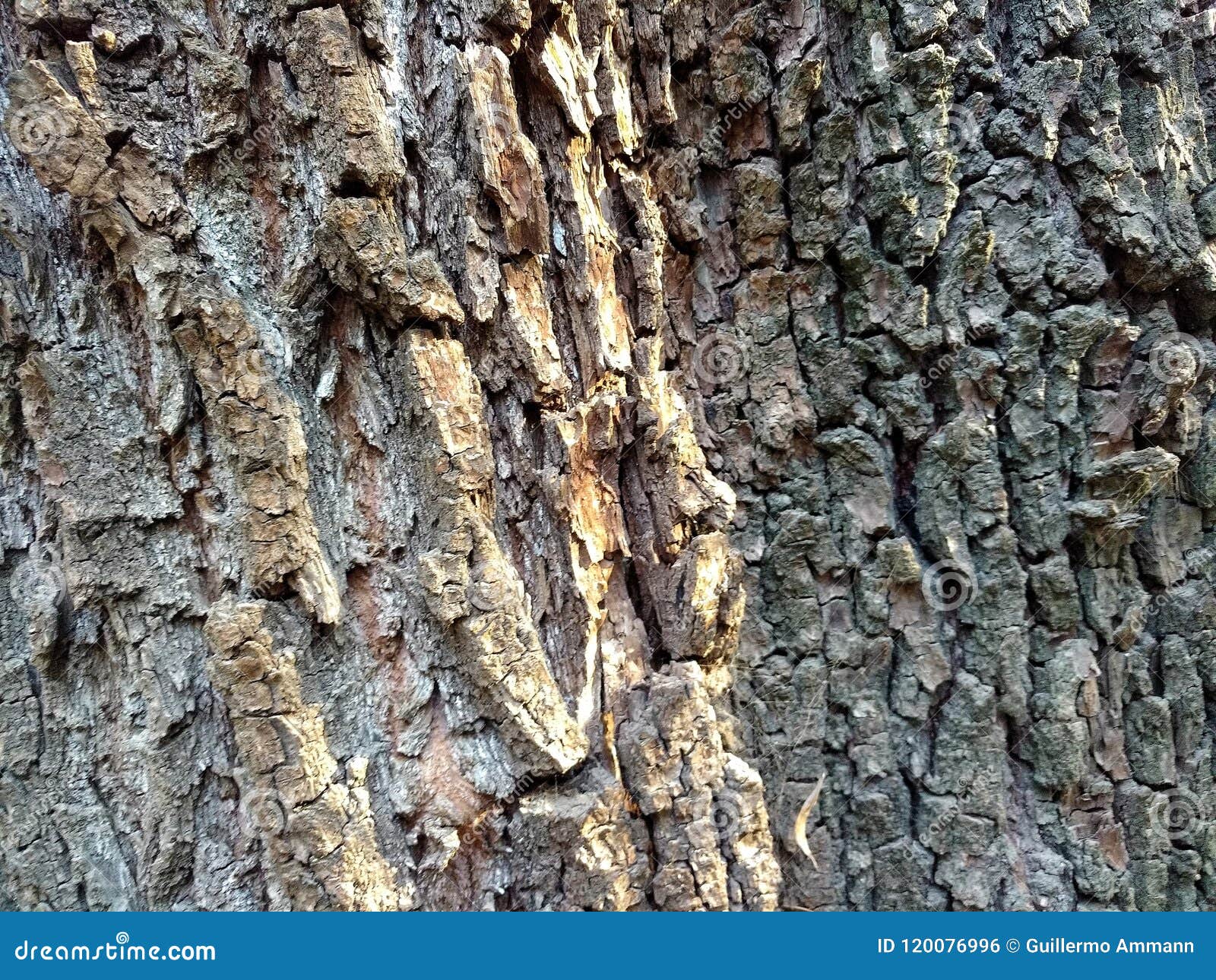 Tree Bark native forest stock photo. Image of autumn - 120076996