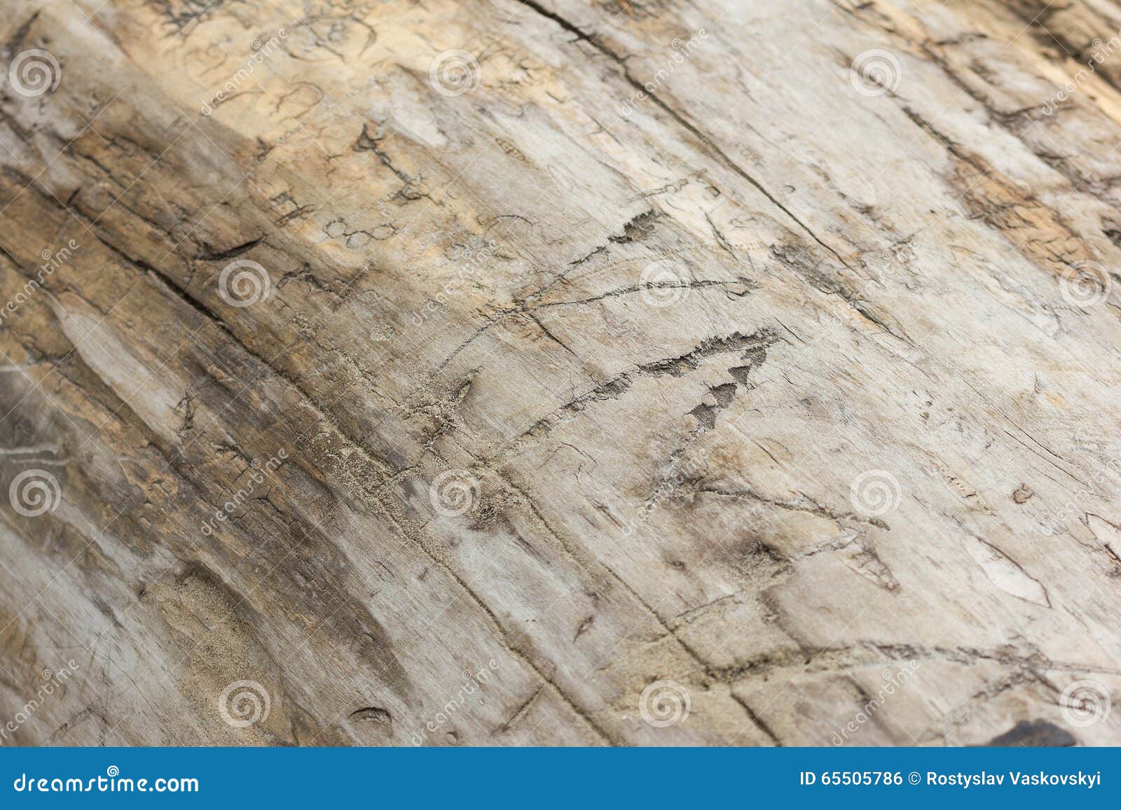 Tree without bark. stock photo. Image of lines, dramatic - 65505786