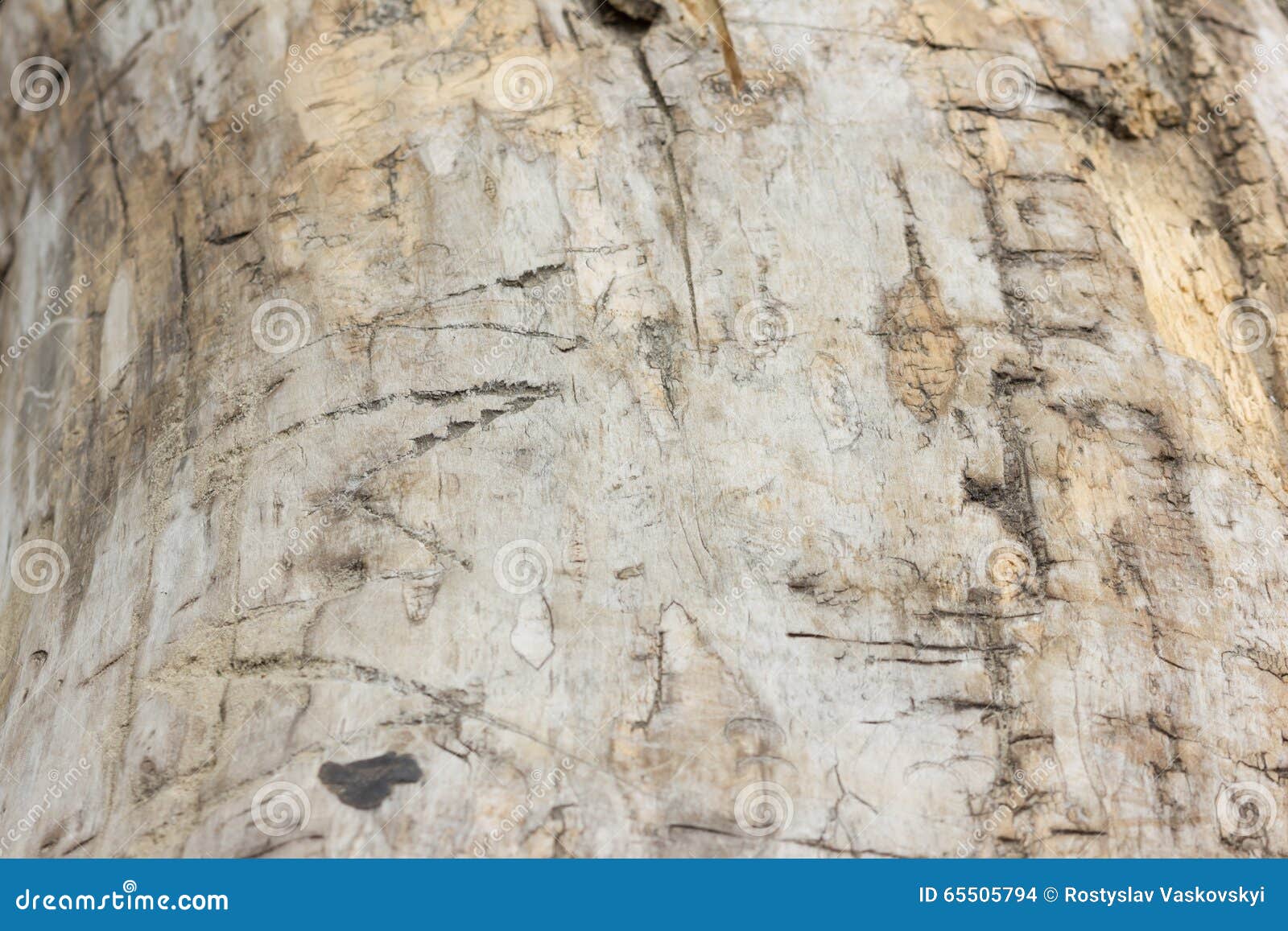 Tree without bark. stock photo. Image of scratched, construction - 65505794