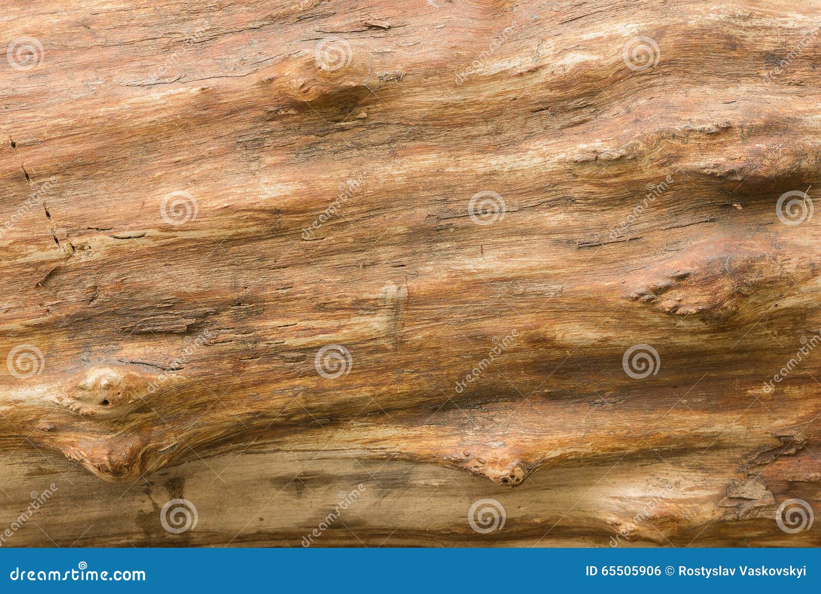 Tree without bark. stock photo. Image of outdoor, conservancy - 65505906