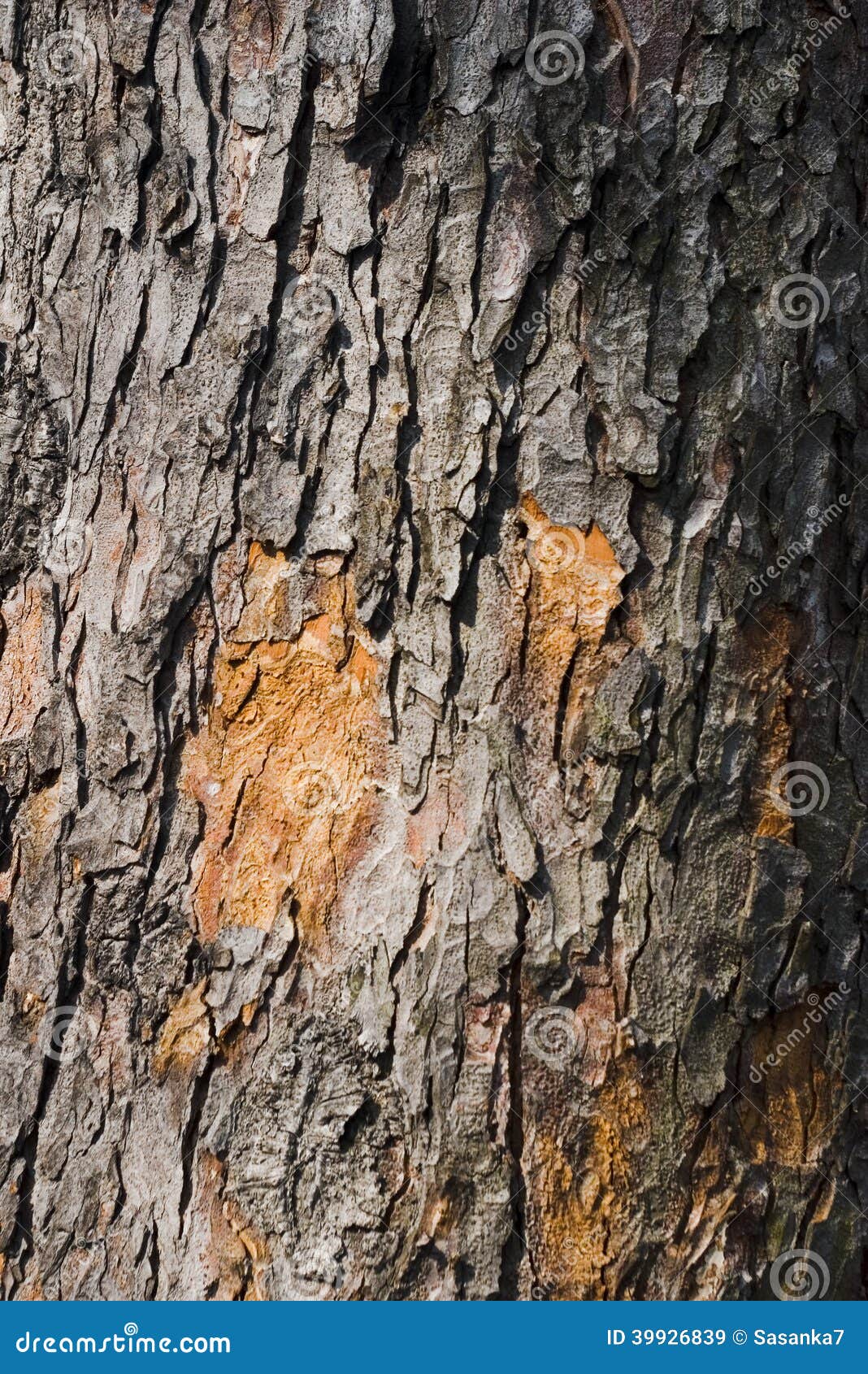 Tree bark stock image. Image of control, shiny, zoom - 39926839