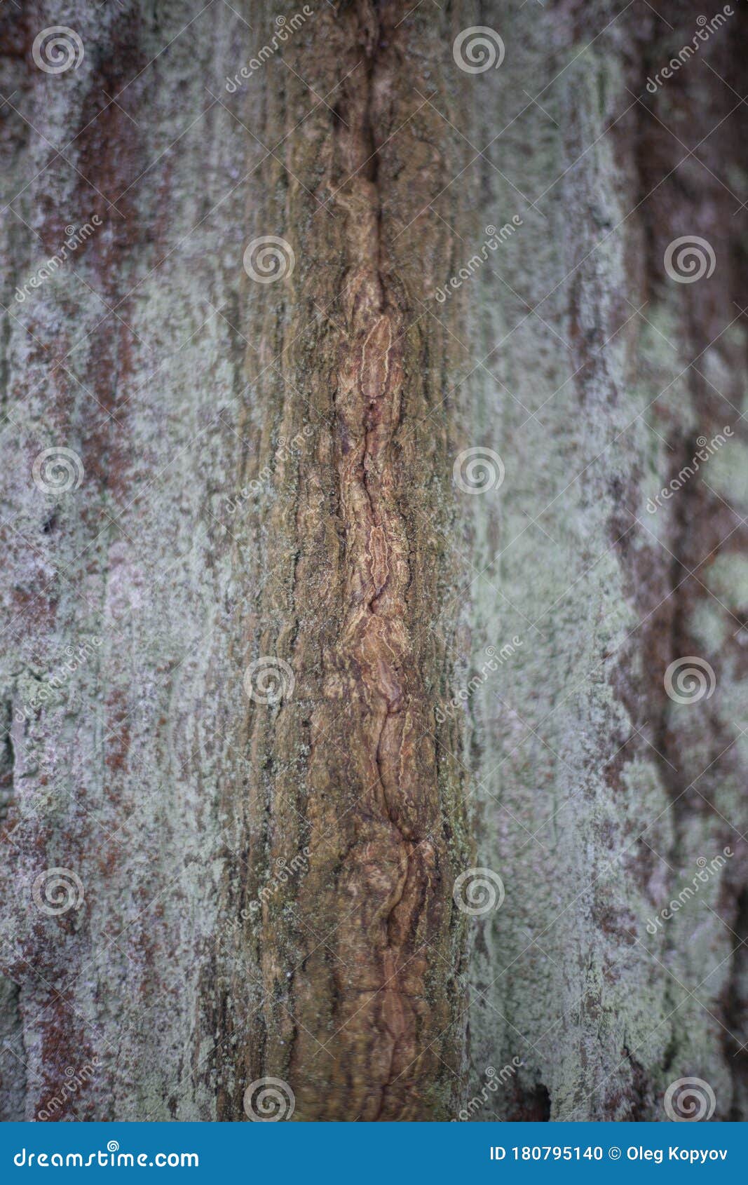 Tree Bark in Natural Light. Stock Photo - Image of bark, texture: 180795140