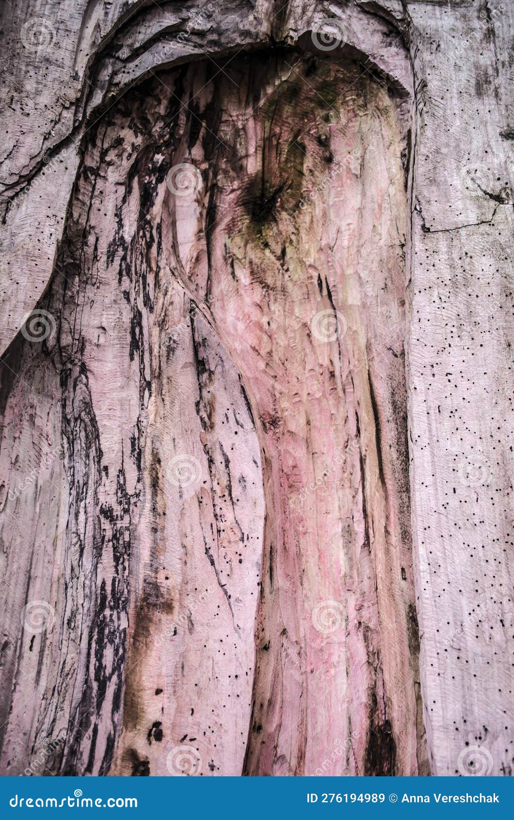 Tree Bark Natural Pattern in the Form of a Yoni Stock Image - Image of ...