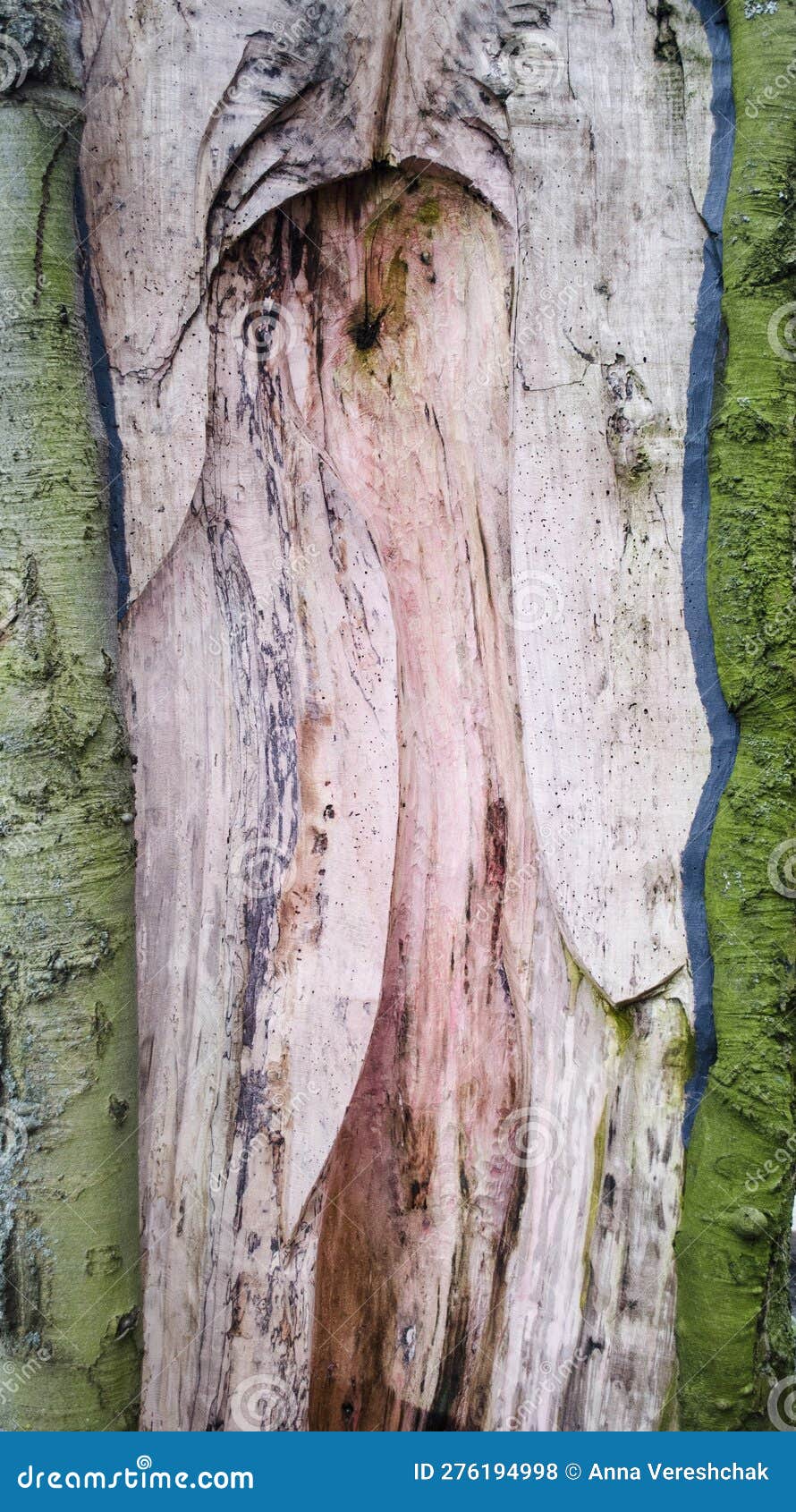 Tree Bark Natural Pattern in the Form of a Yoni Stock Photo - Image of ...