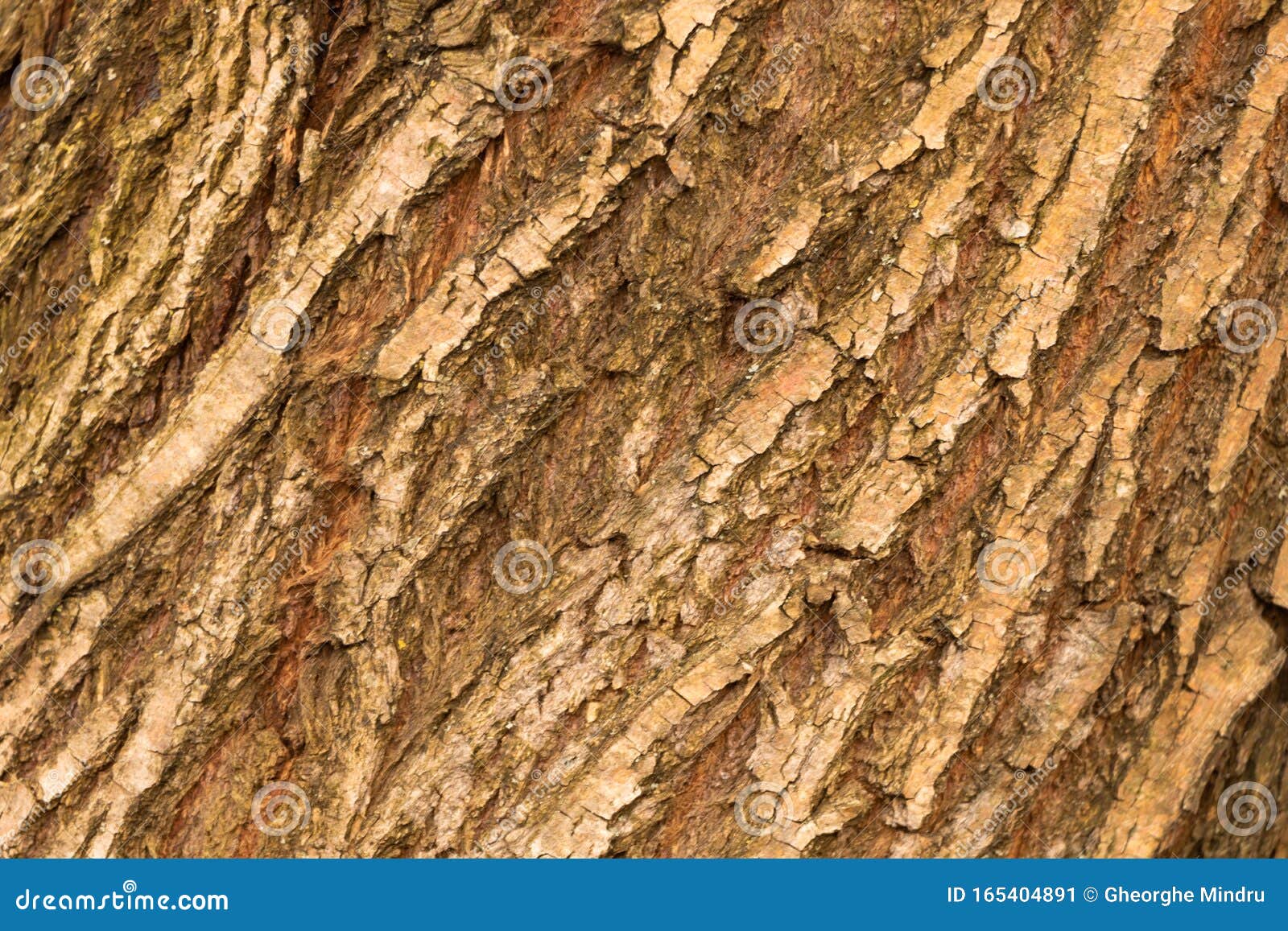 Tree Bark Natural Texture Background Close Up Stock Image - Image of ...