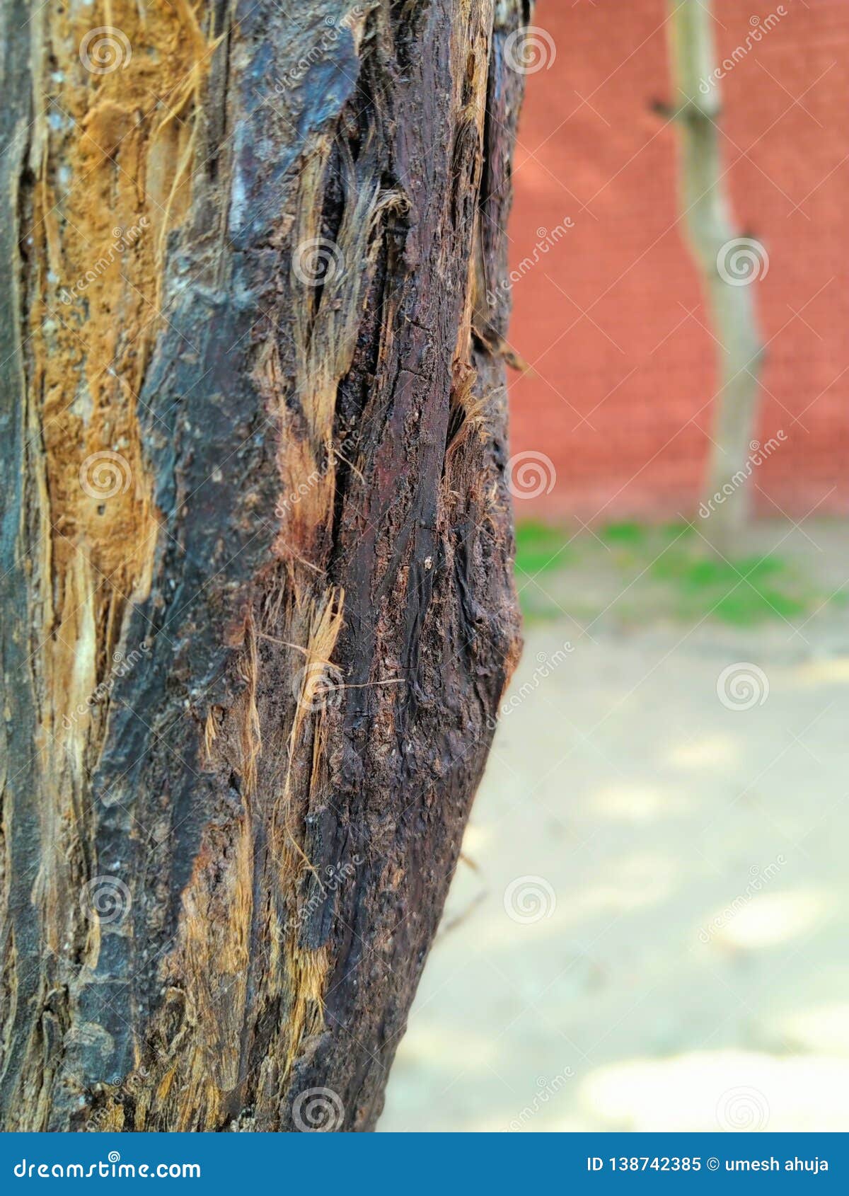 Tree bark stock image. Image of nature, beautiful, clicked - 138742385