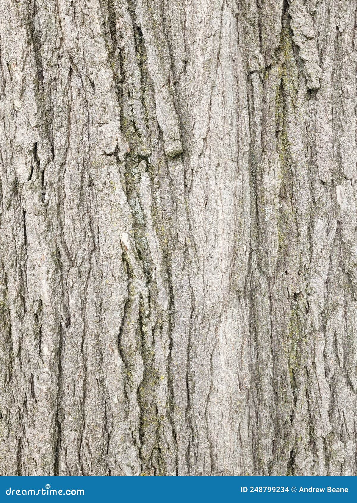 Tree Bark Nature Forest Texture Stock Photo - Image of texture, nature ...