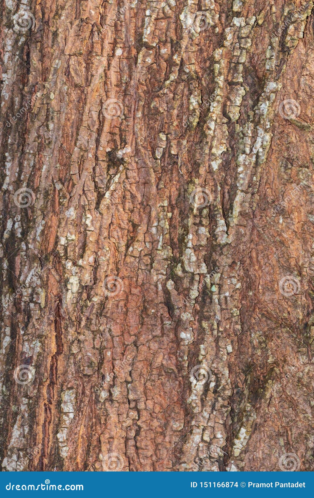 Tree Bark Nature Texture Pattern Wood Background Stock Photo - Image of ...