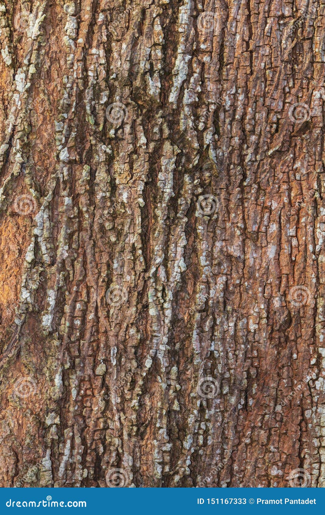 Tree Bark Nature Texture Pattern Wood Background Stock Image - Image of ...