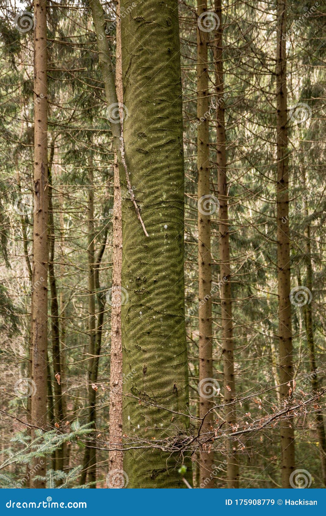 Tree Bark with Nice Structures in the Middle of the Forest Stock Image ...