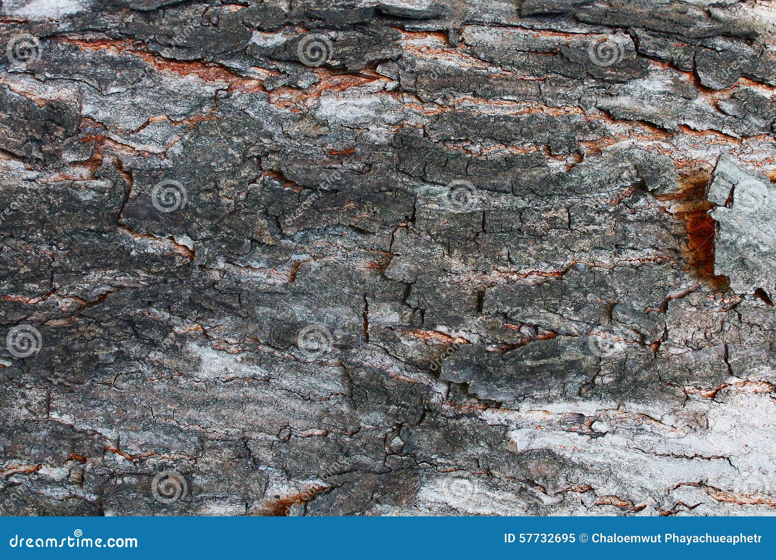Tree bark stock image. Image of sear, black, textures - 57732695