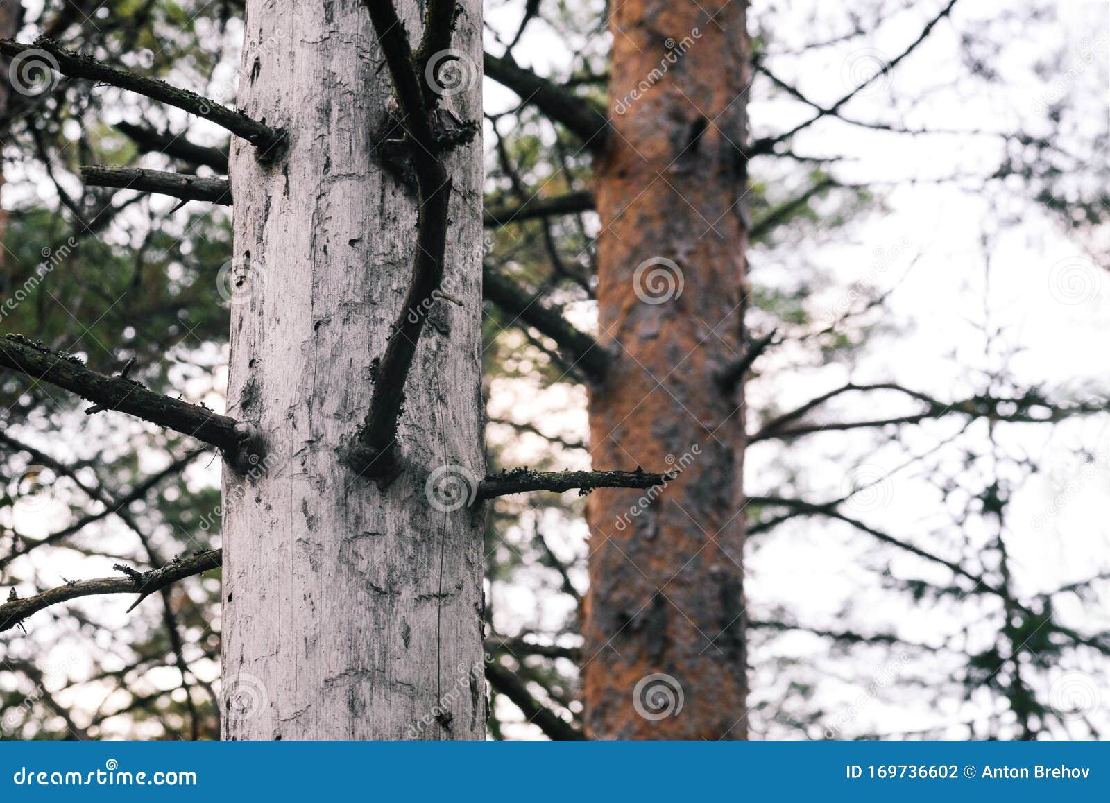 A Forest Of Dead And Dying Cypress Trees, Guste Island Stock Image ...