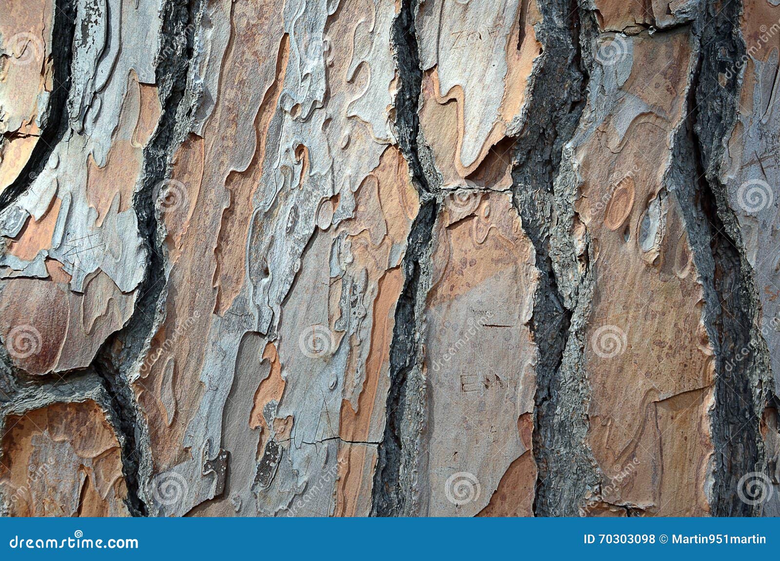 Tree Bark of Old Tree Simple Detail Texture Stock Photo - Image of ...