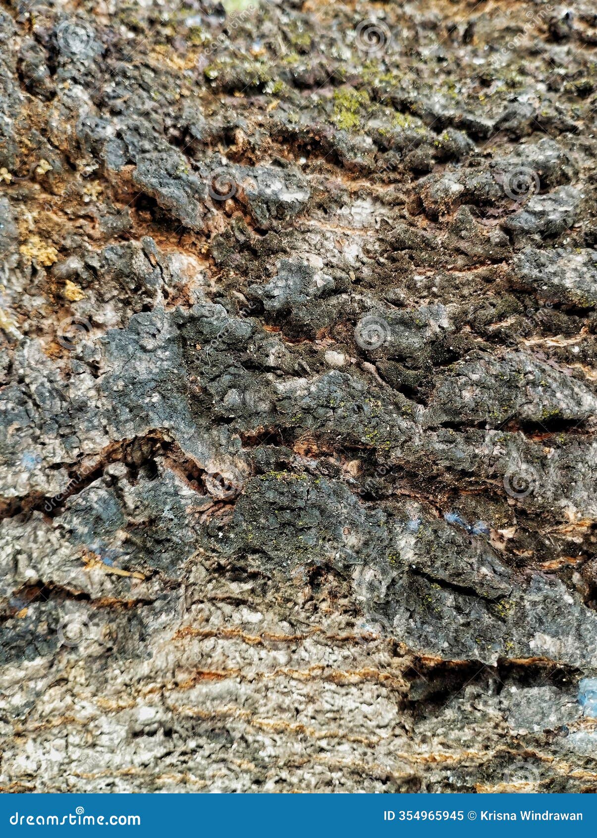 Tree bark texture stock image. Image of moisture, nature - 354965945