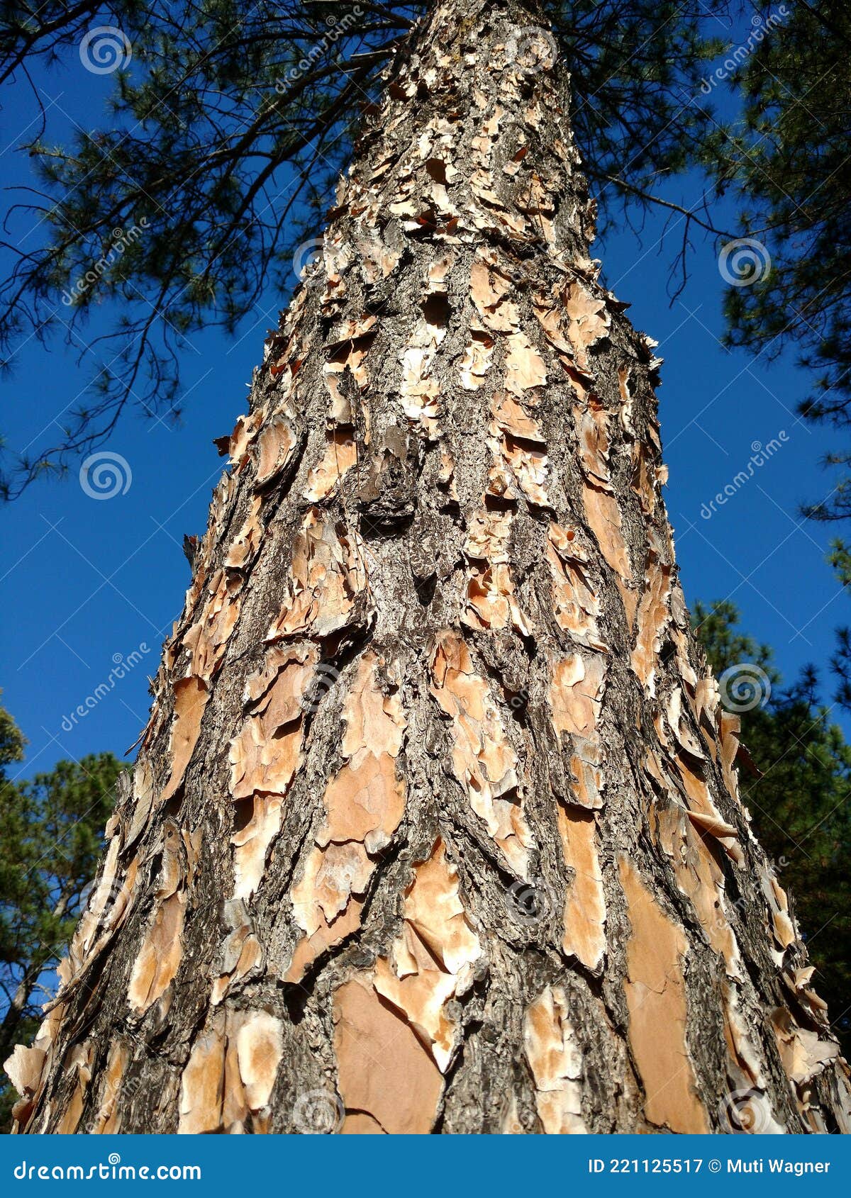 Tree bark stock image. Image of bark, people, tree, organisms - 221125517